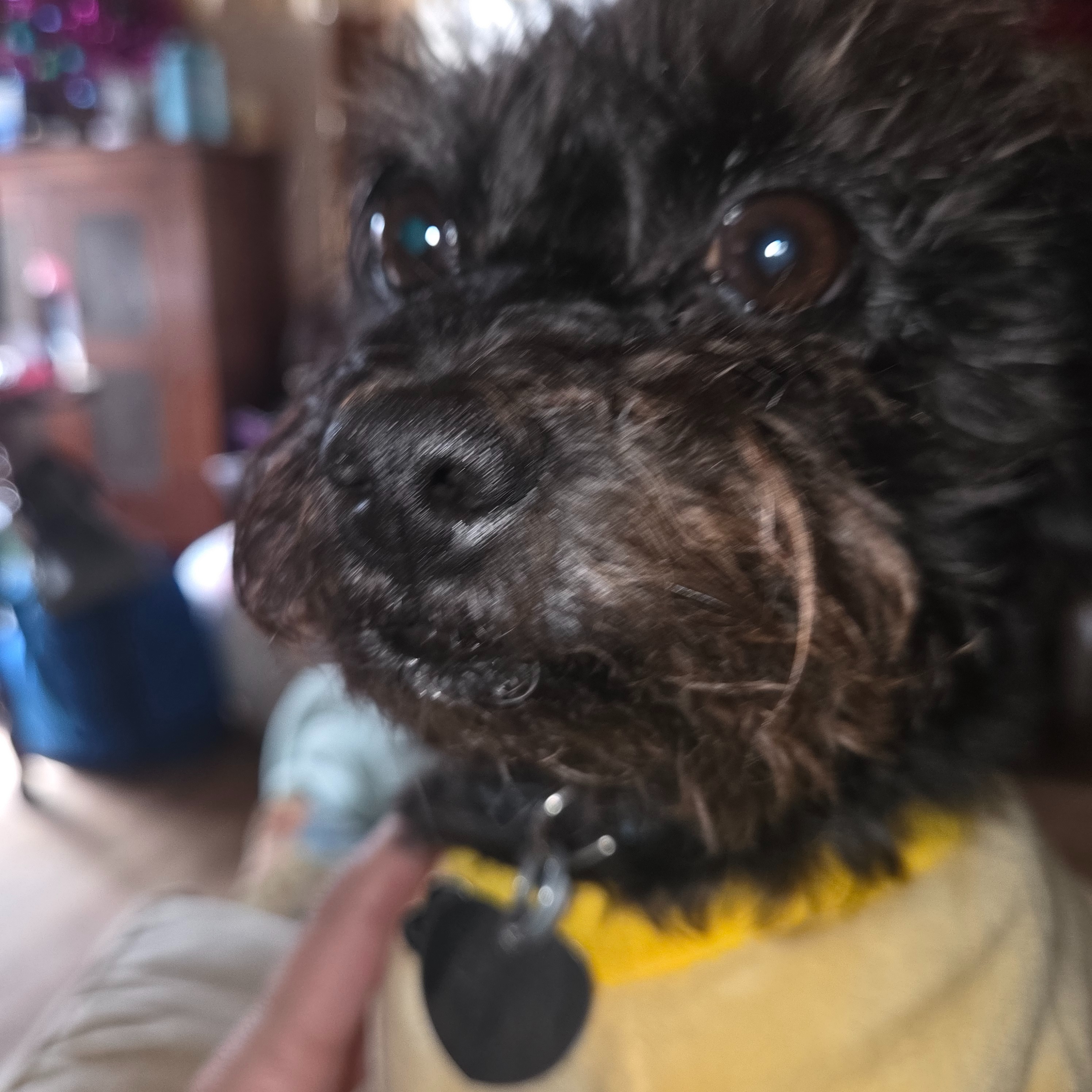 Fundraiser by Leah Pendergrass : Support Little Oki's Surgery and Recovery