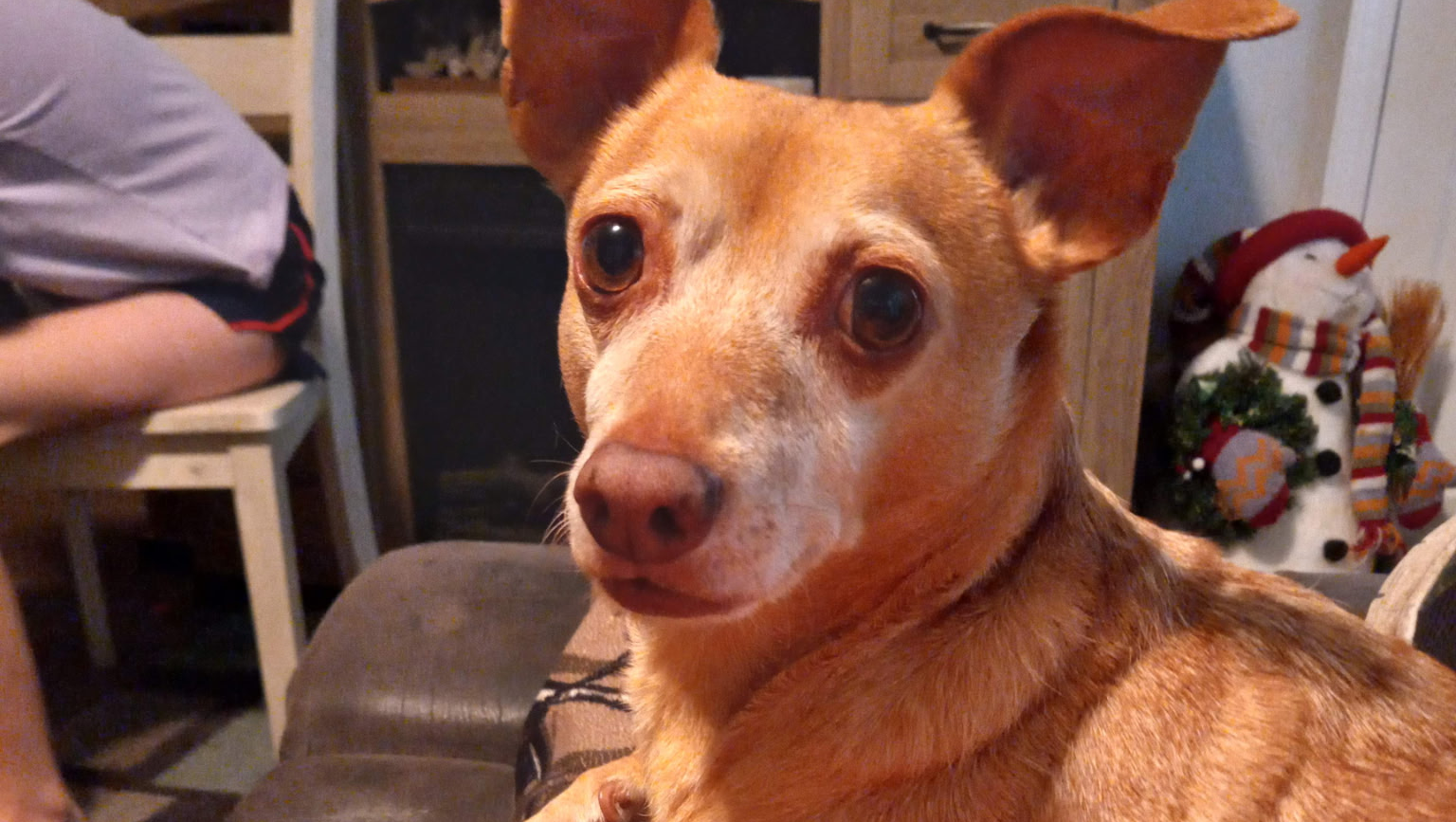 Fundraiser by Andrea Boseman Padron : Help Pogo Get the Vet Care He Needs