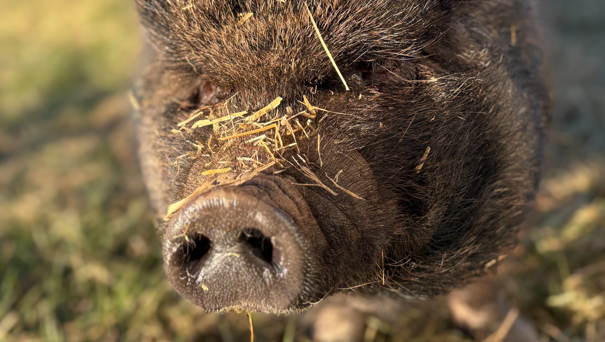 Fundraiser by Hannah Cherry : Give Judy the Pig a Happy, Healthy Future
