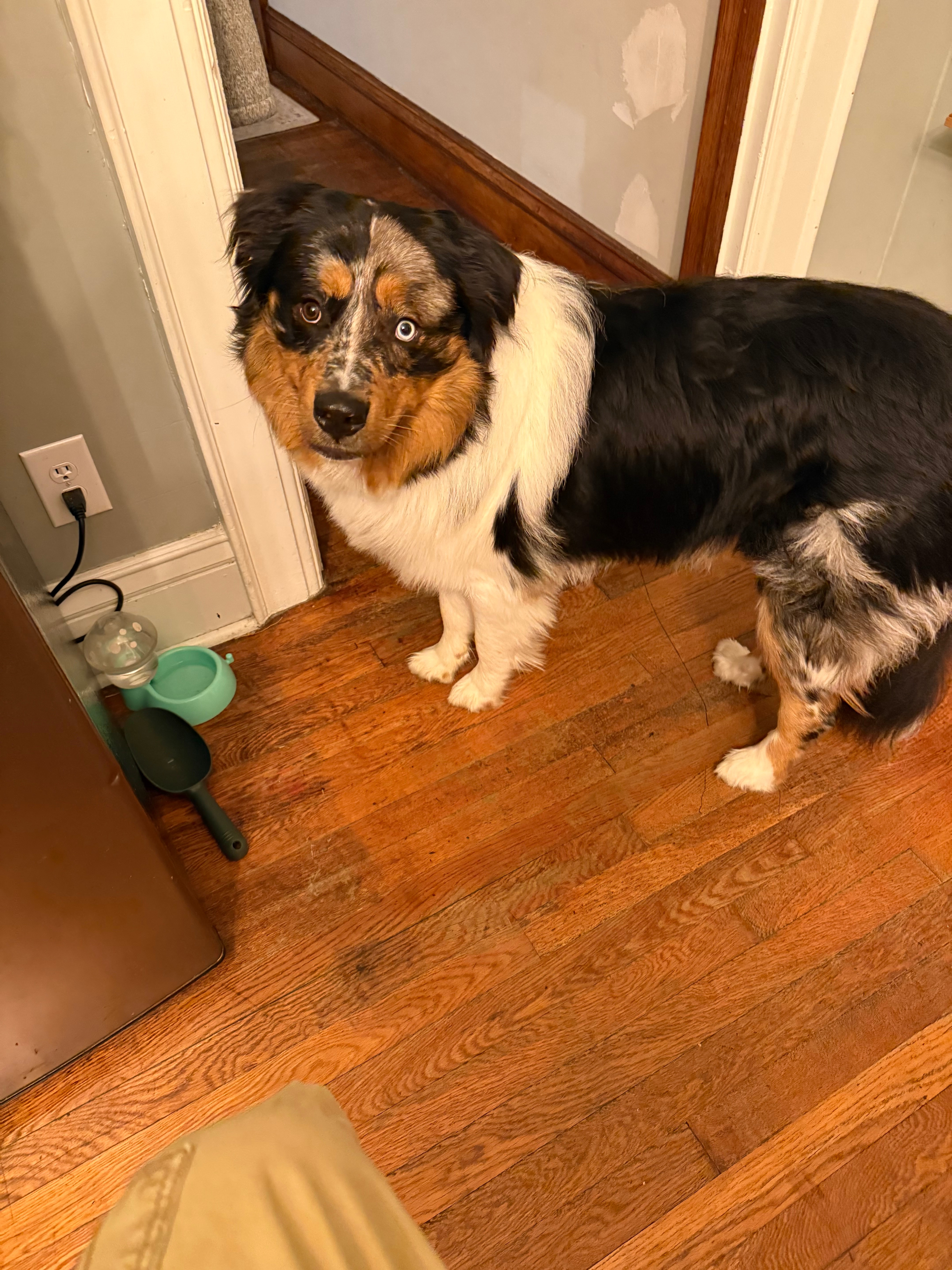 Fundraiser for Jon Lester by Amanda Thompson : Help save Zeus
