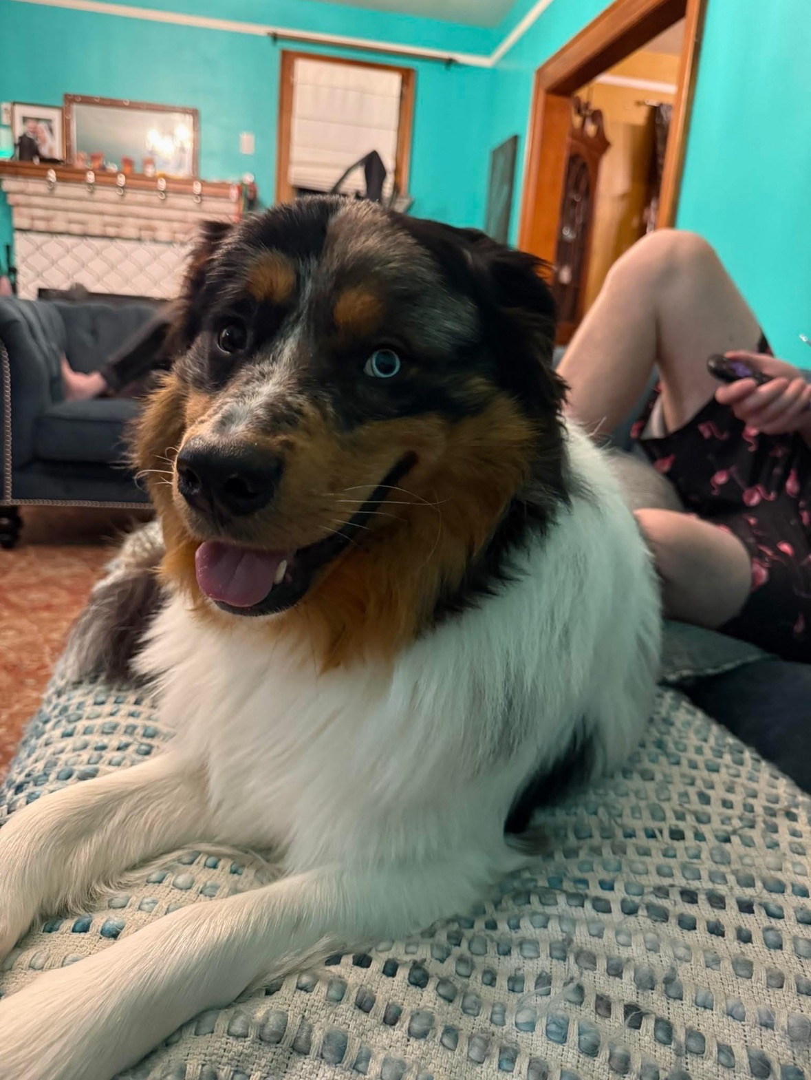 Fundraiser for Jon Lester by Amanda Thompson : Help save Zeus