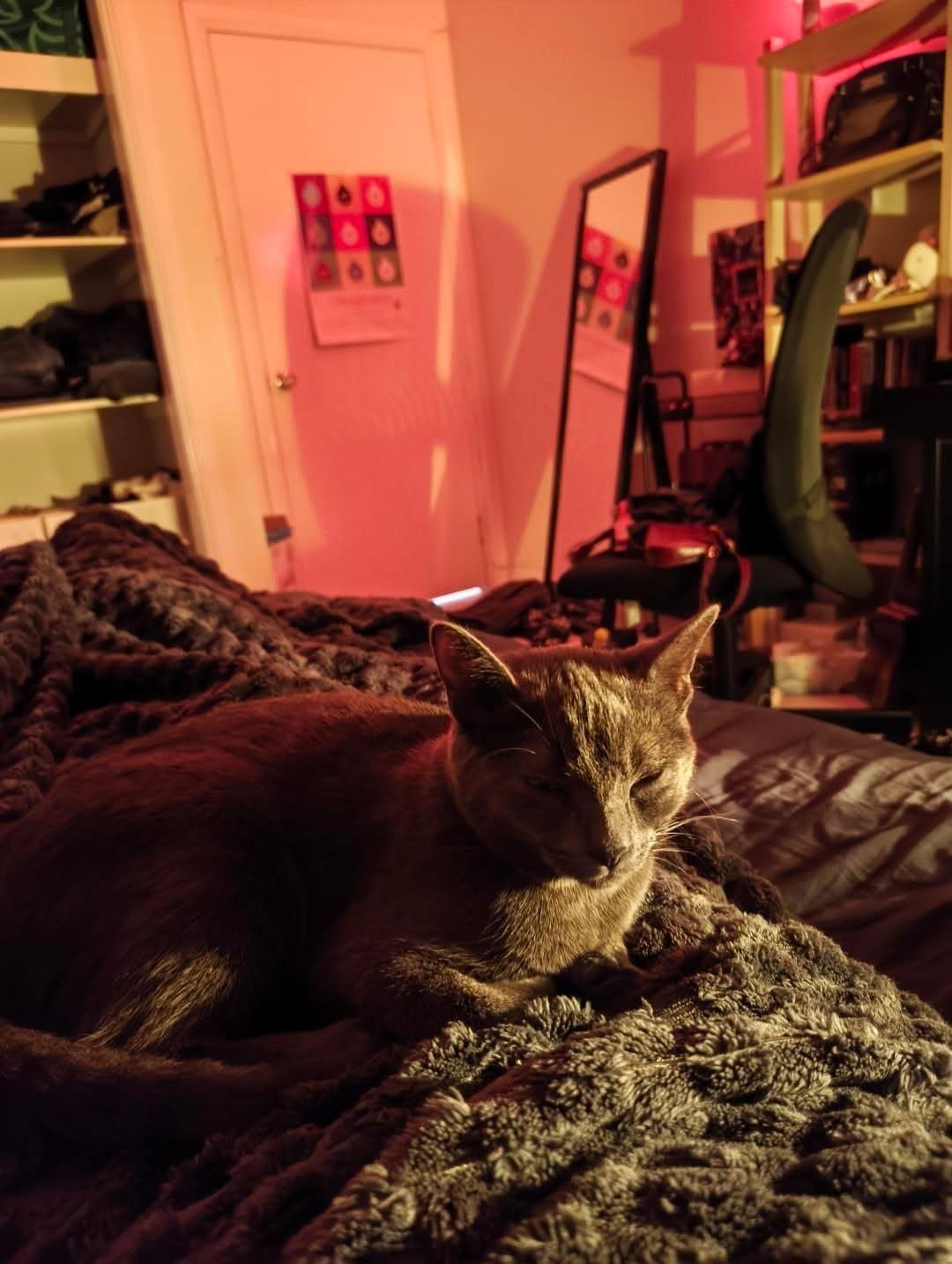 Fundraiser by Charlie Maxwell : Korra FIP treatment