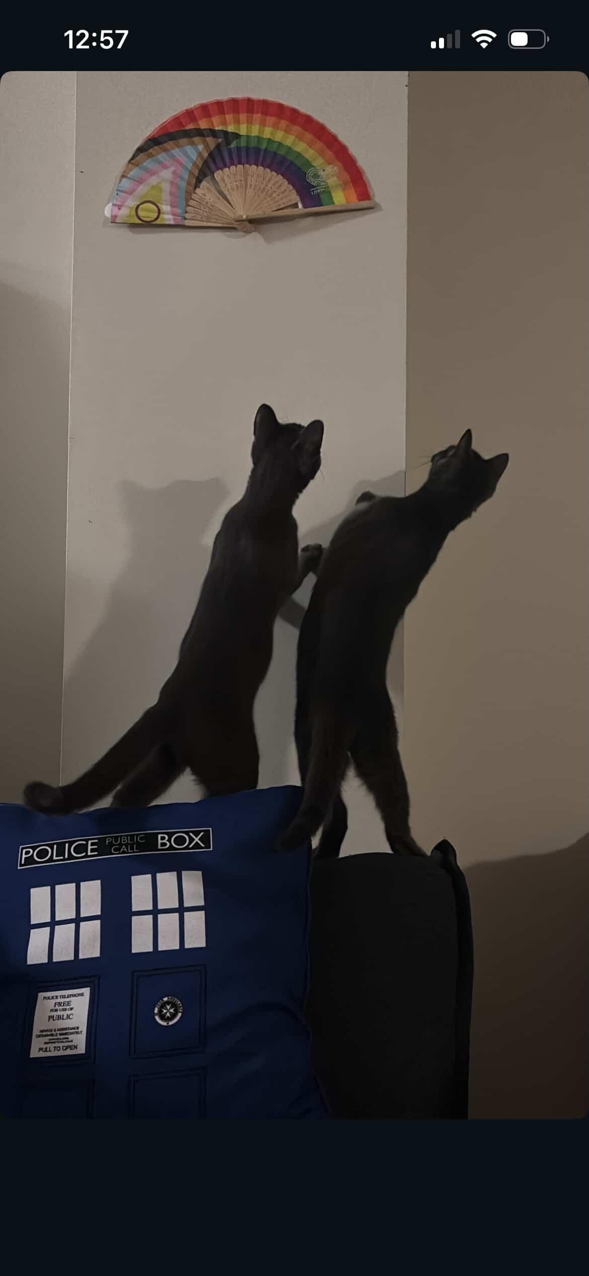 Fundraiser by Charlie Maxwell : Korra FIP treatment