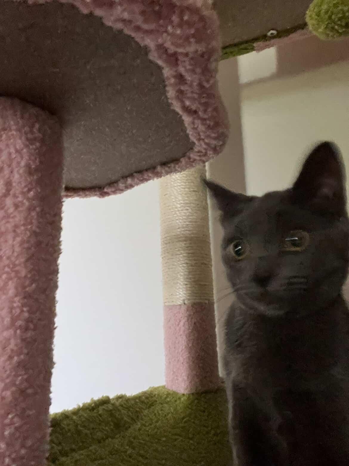 Fundraiser by Charlie Maxwell : Korra FIP treatment