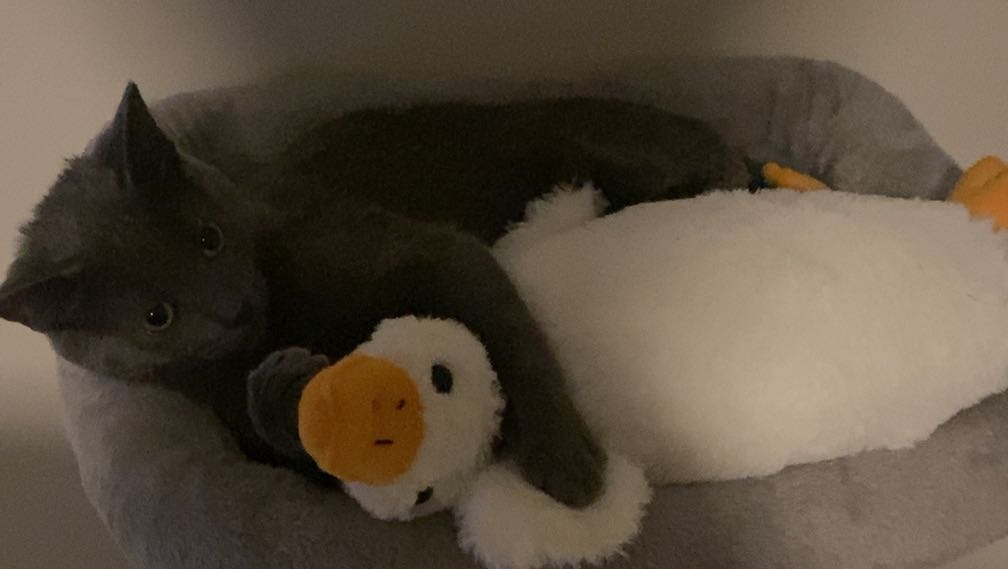 Fundraiser by Charlie Maxwell : Korra FIP treatment