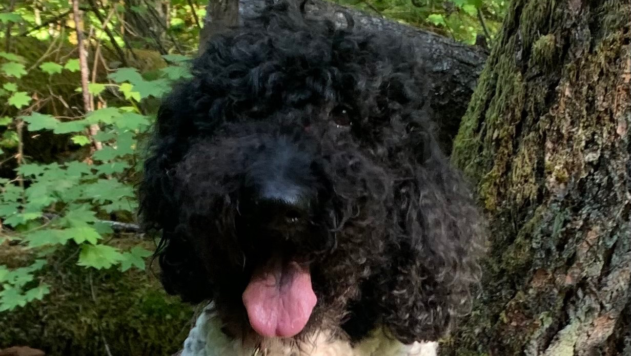 Fundraiser by michele macias : Help with Maya’s Emergency Life-Saving ...