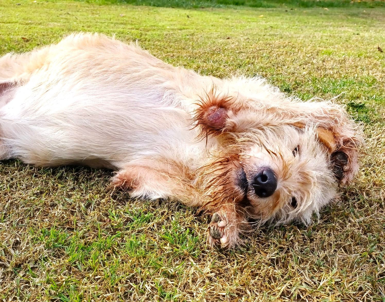 Fundraiser by ACL ODV : HAPPY SI E' FERMATO A UN PASSO DALLA FELICITA'