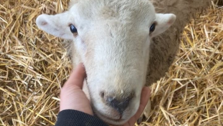 Fundraiser by Maddi Cottle : A second chance at life - for Tony the sheep