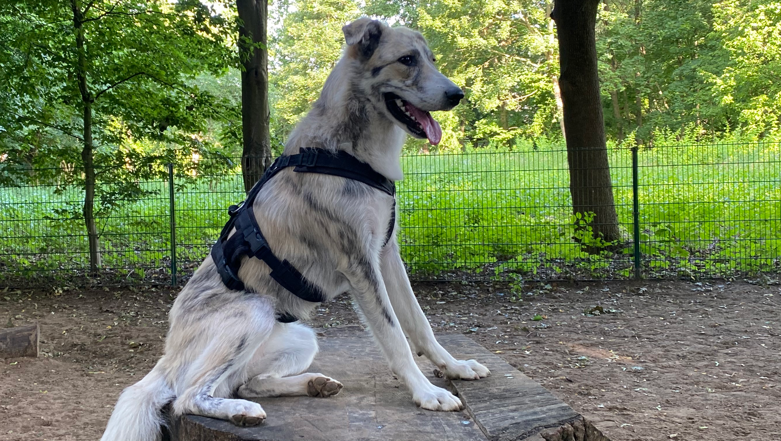 Fundraiser by Amira Tezel : Carla an ihrem neuen Zuhause unterstützen!