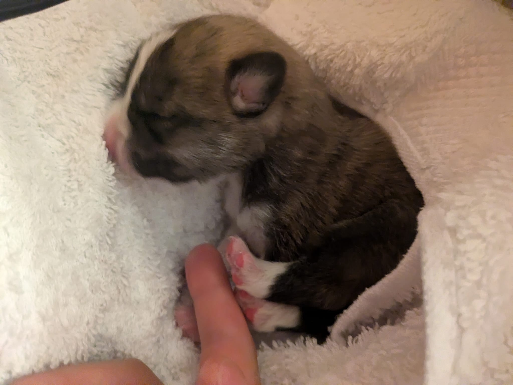 Fundraiser by Amira Tezel : Carla an ihrem neuen Zuhause unterstützen!