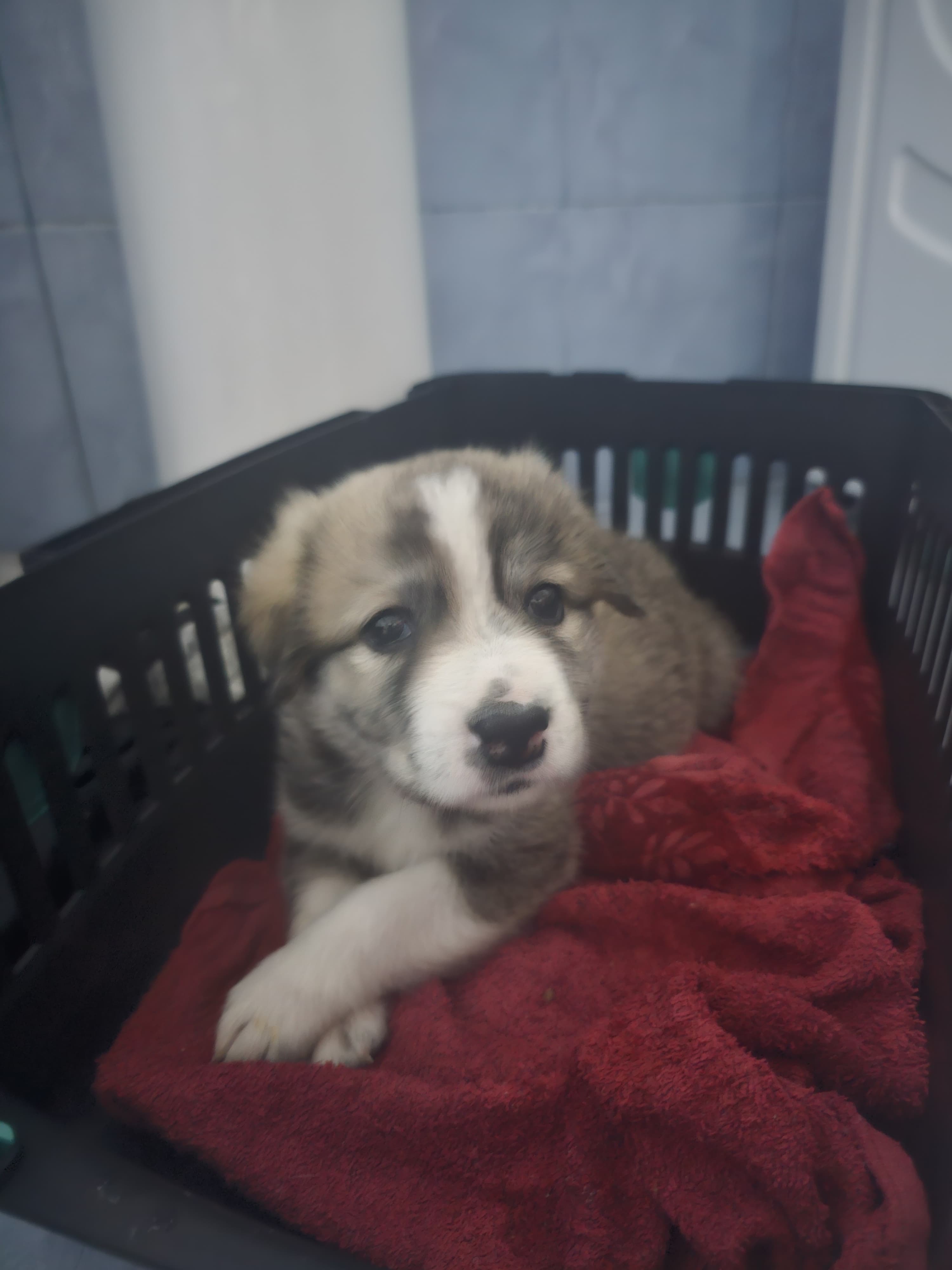 Fundraiser by Amira Tezel : Carla an ihrem neuen Zuhause unterstützen!