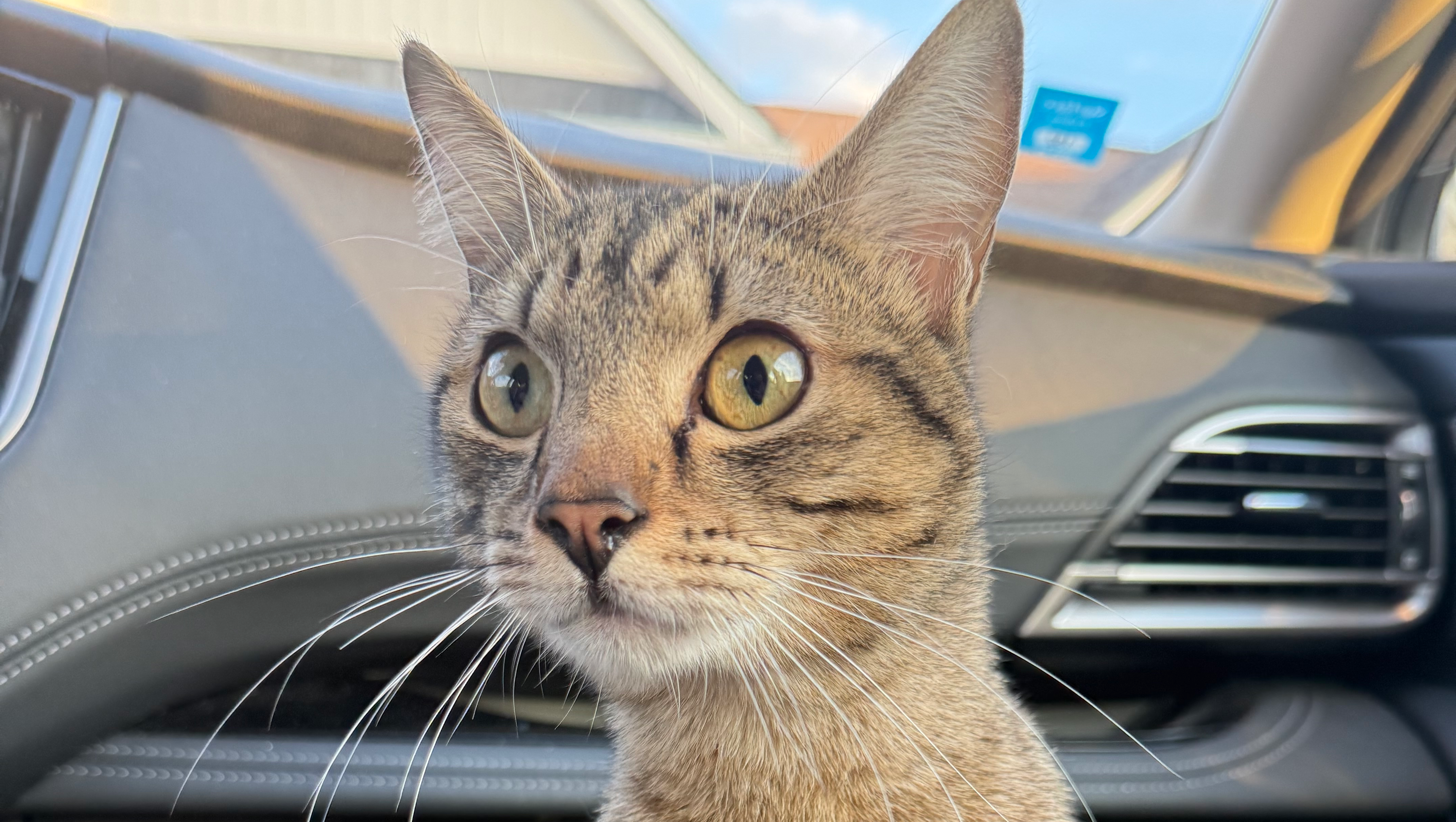 Fundraiser by Diana Nguyen : Support Tobi’s Recovery and Medical Care
