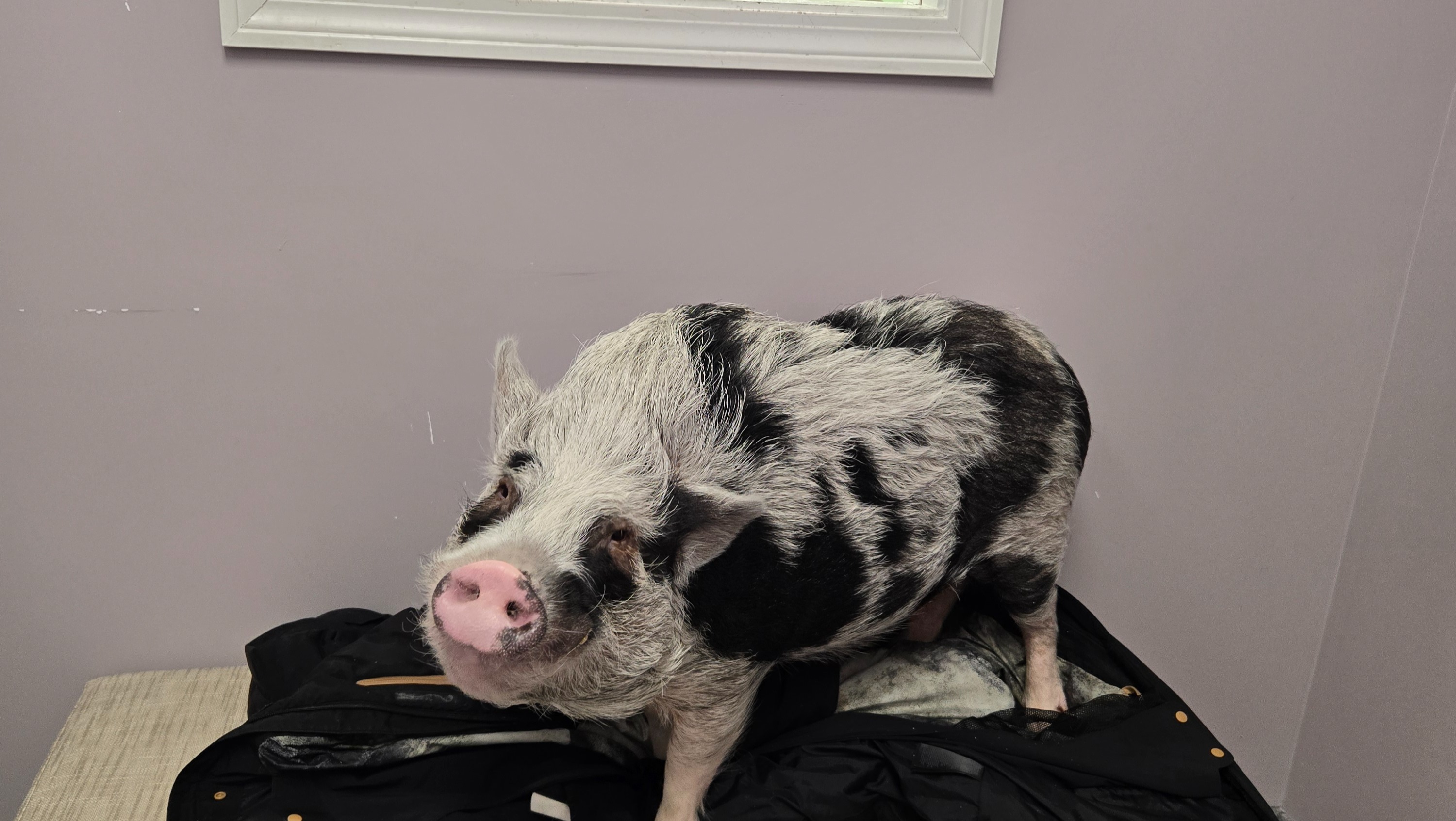 Fundraiser by Lawrence Russell : Help Apples the Pig Get His CT Scan
