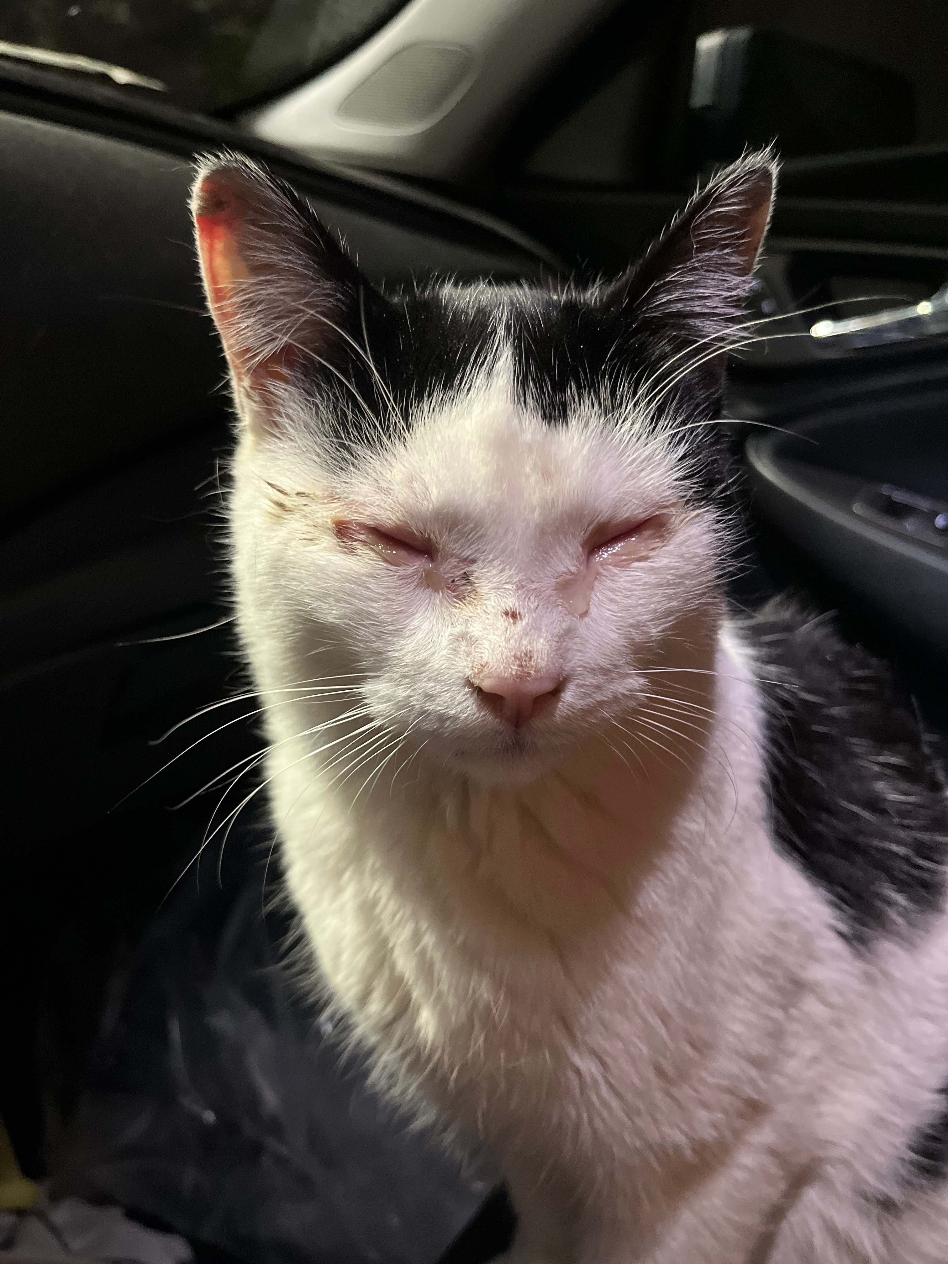 Fundraiser by Linda Kwapil : Emergency Vet Care for Bonded Stray Brothers