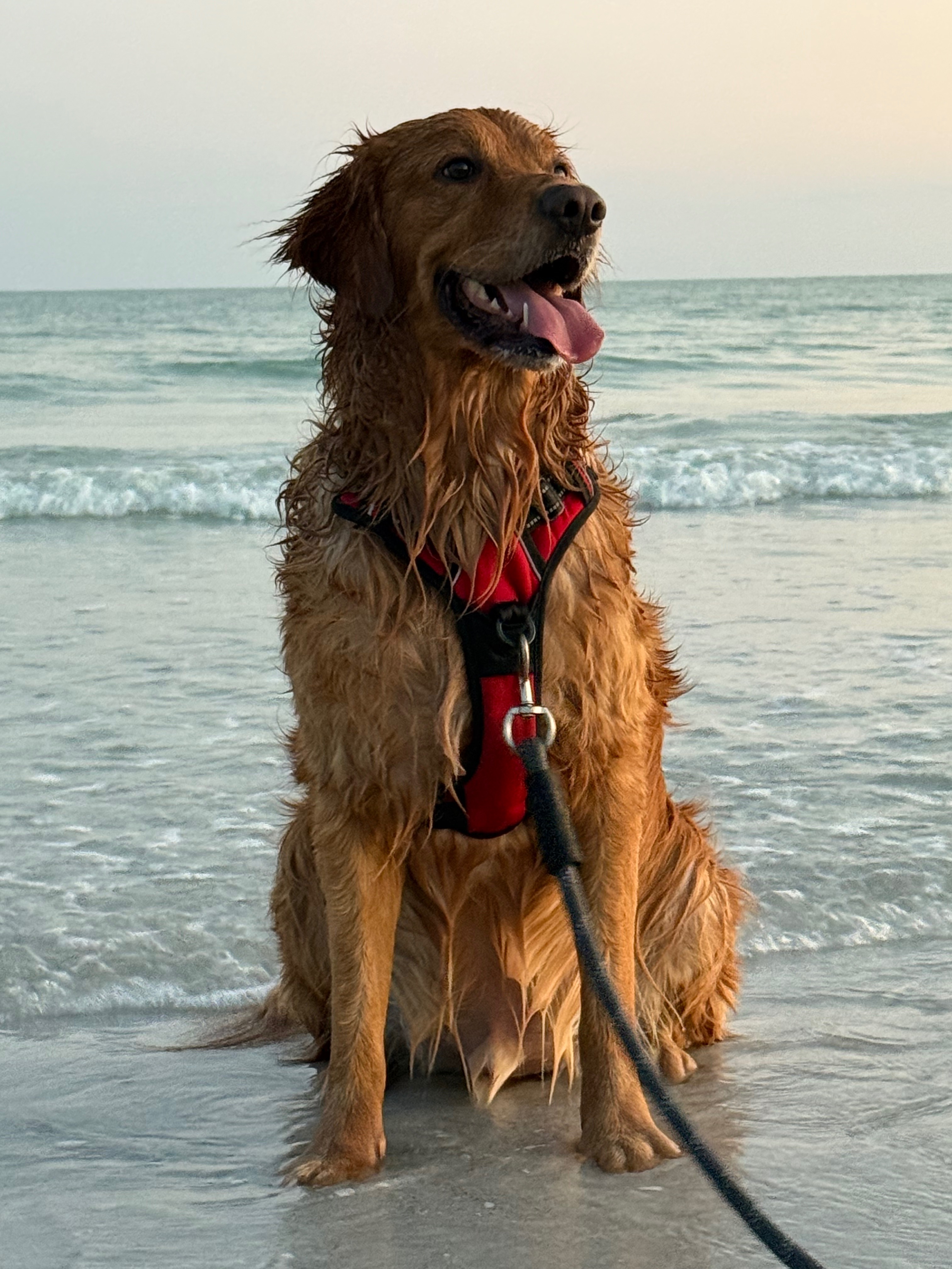 Fundraiser by Marigold Fuertez : Emergency Vet & Cancer Care for Steve-O