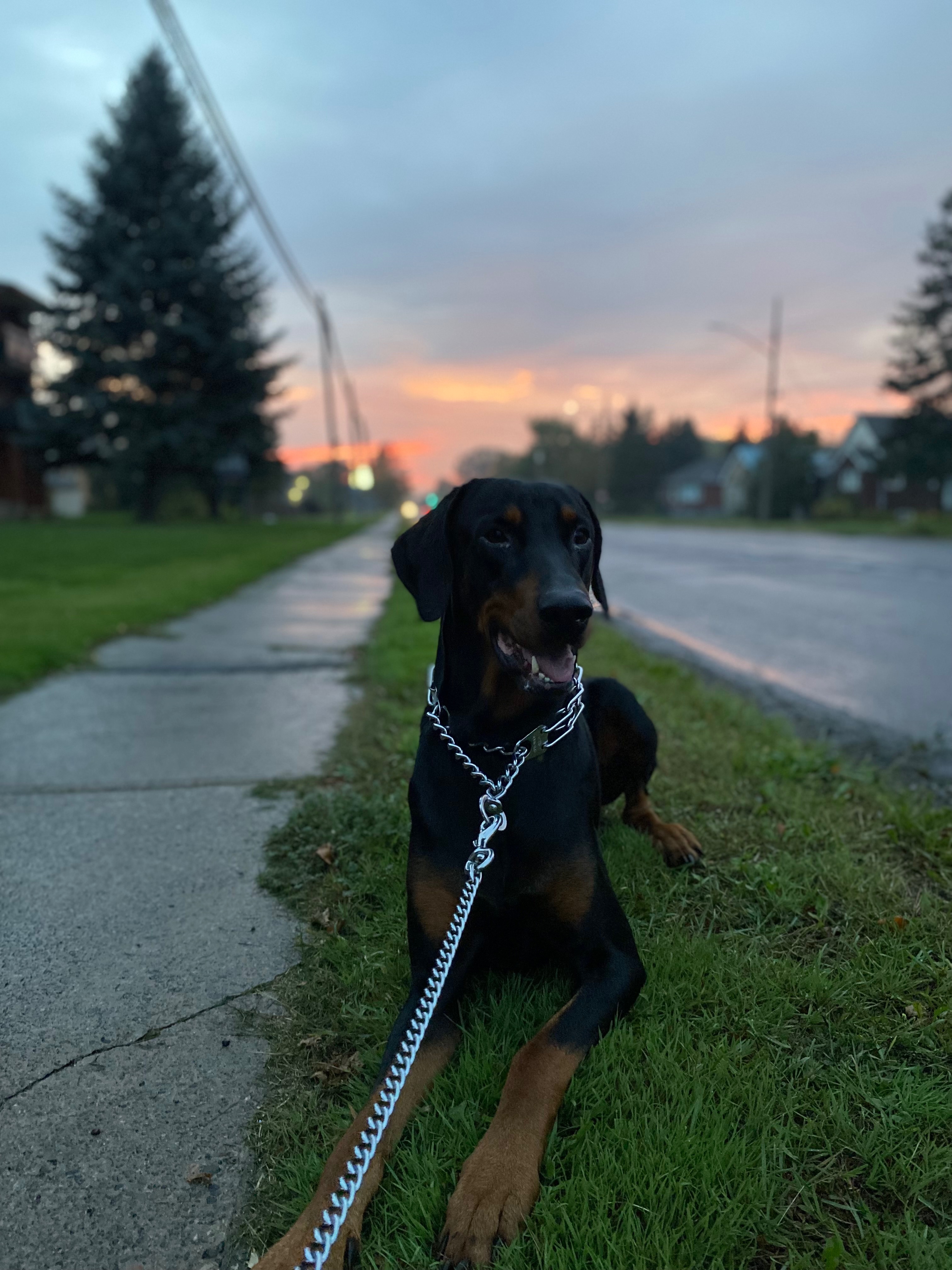 Fundraiser for Wayne Barnes by riley sicurella : help save my boy