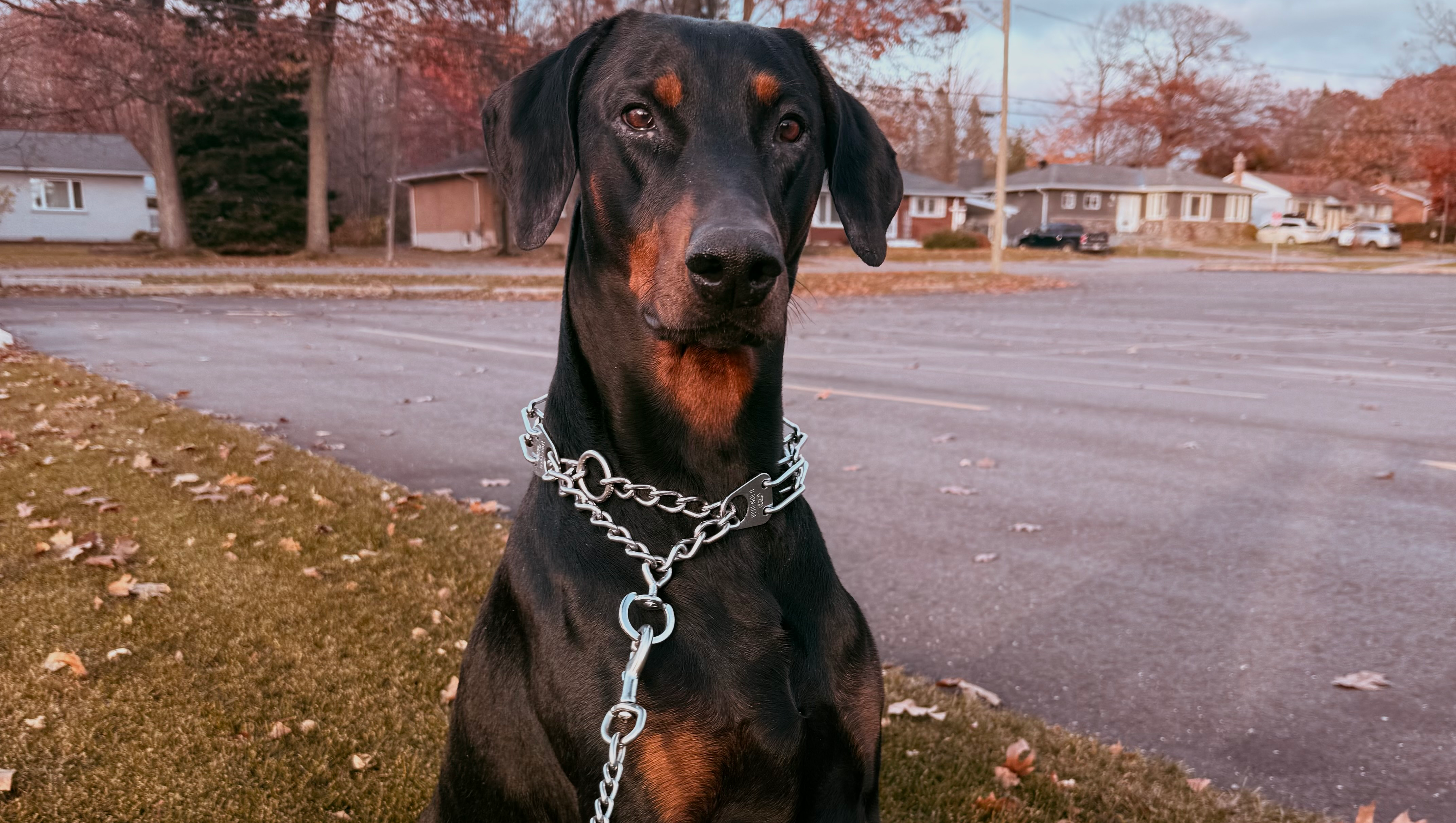 Fundraiser for Wayne Barnes by riley sicurella : help save my boy