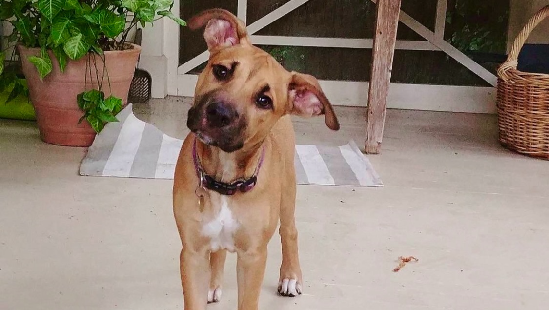 Fundraiser by Rhys Carter Lombardo : Help Arlo Get the Surgery He Needs