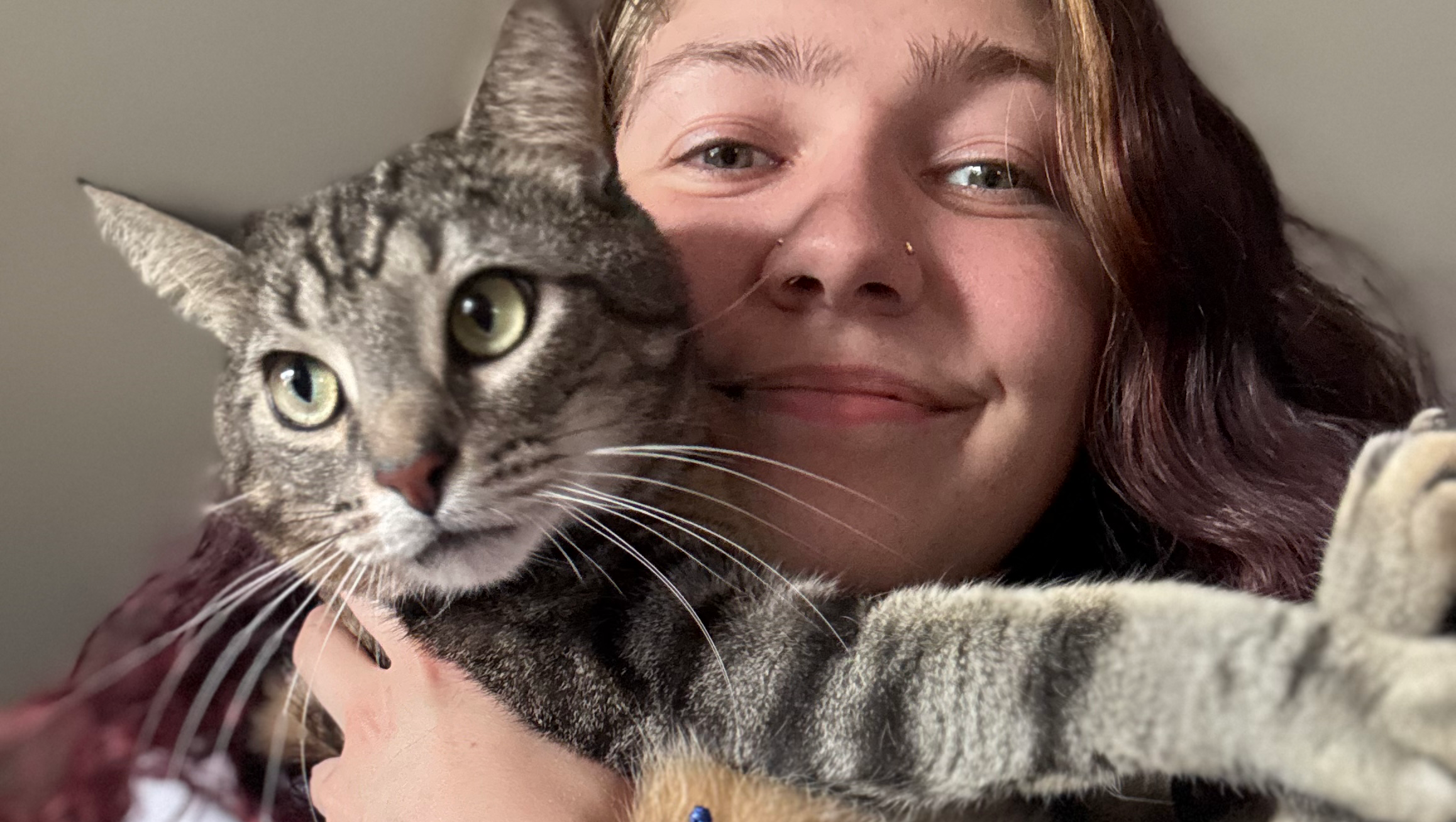 Fundraiser by Angelina Sims : Save Hank: Urgent Care for Our Beloved Cat