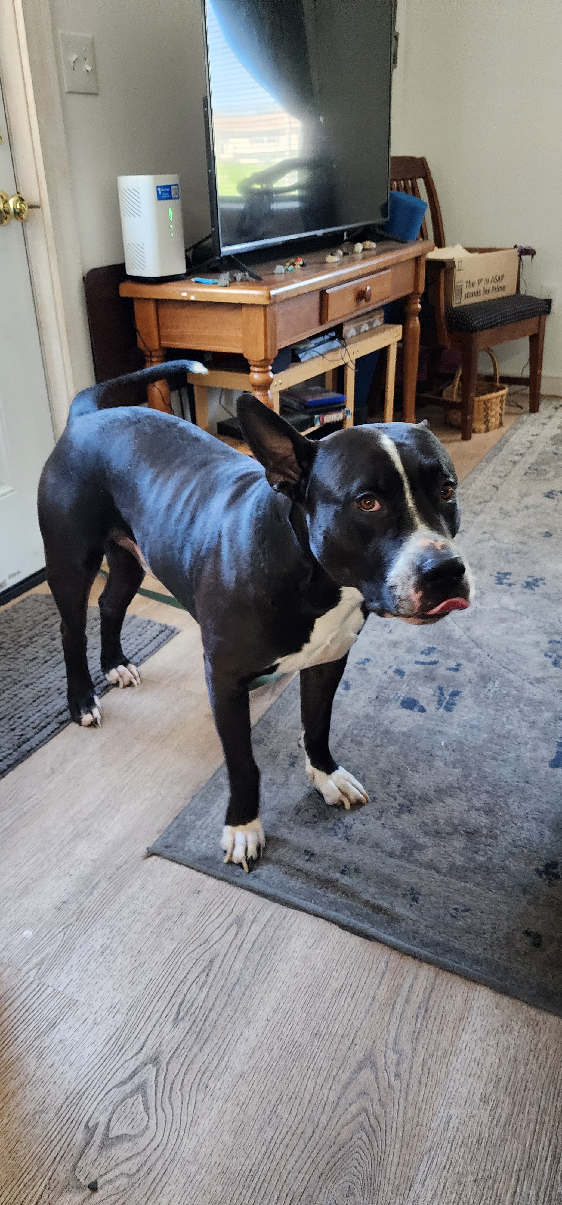 Fundraiser by Joanne Ferguson : Buddy's medical expenses