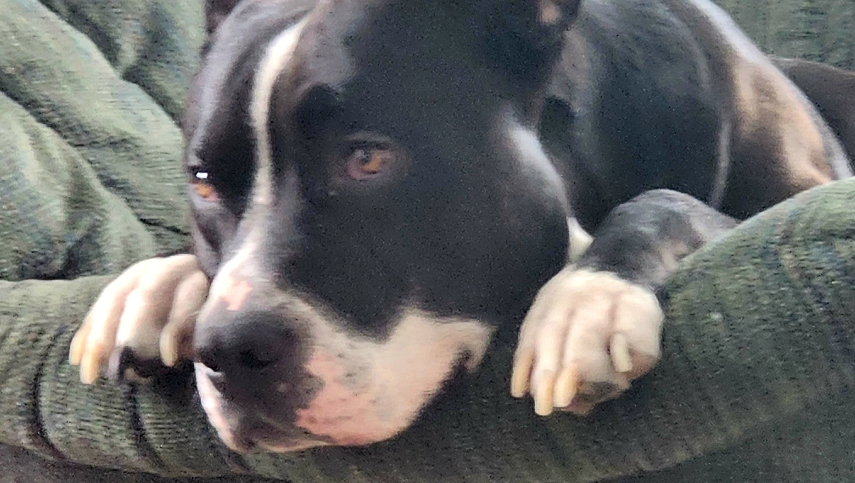 Fundraiser by Joanne Ferguson : Buddy's medical expenses