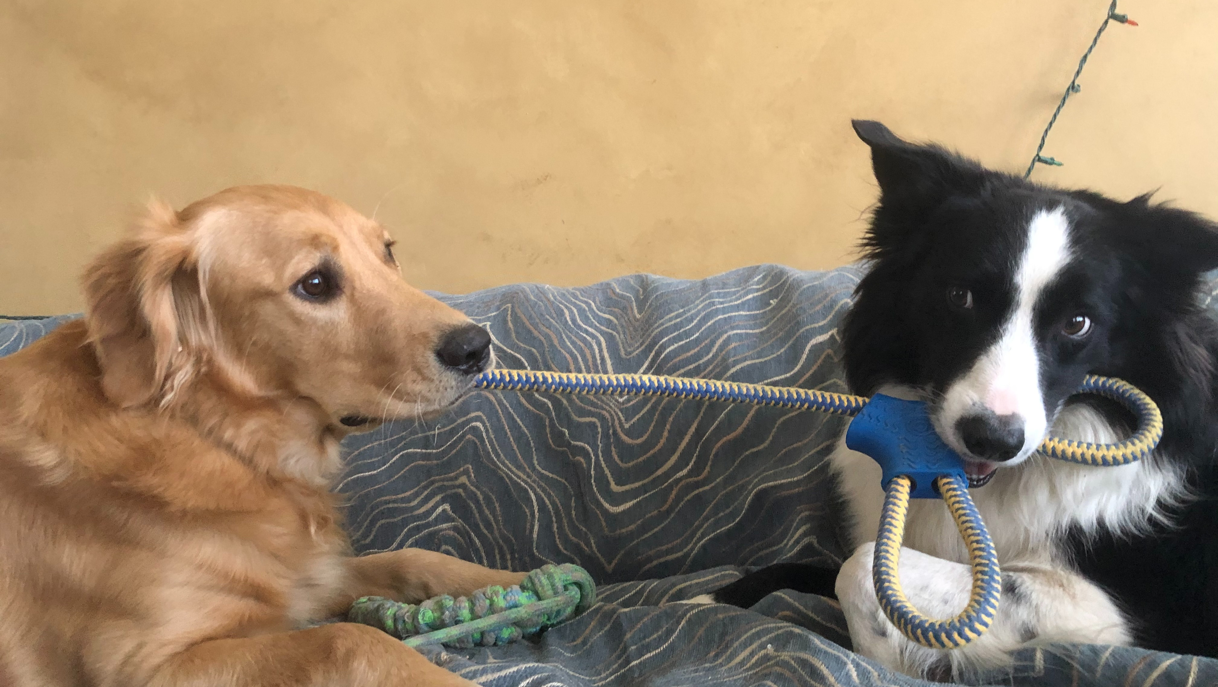 Fundraiser by Rachel Zhu : Help Our Beloved Border Collie Fight Lymphoma