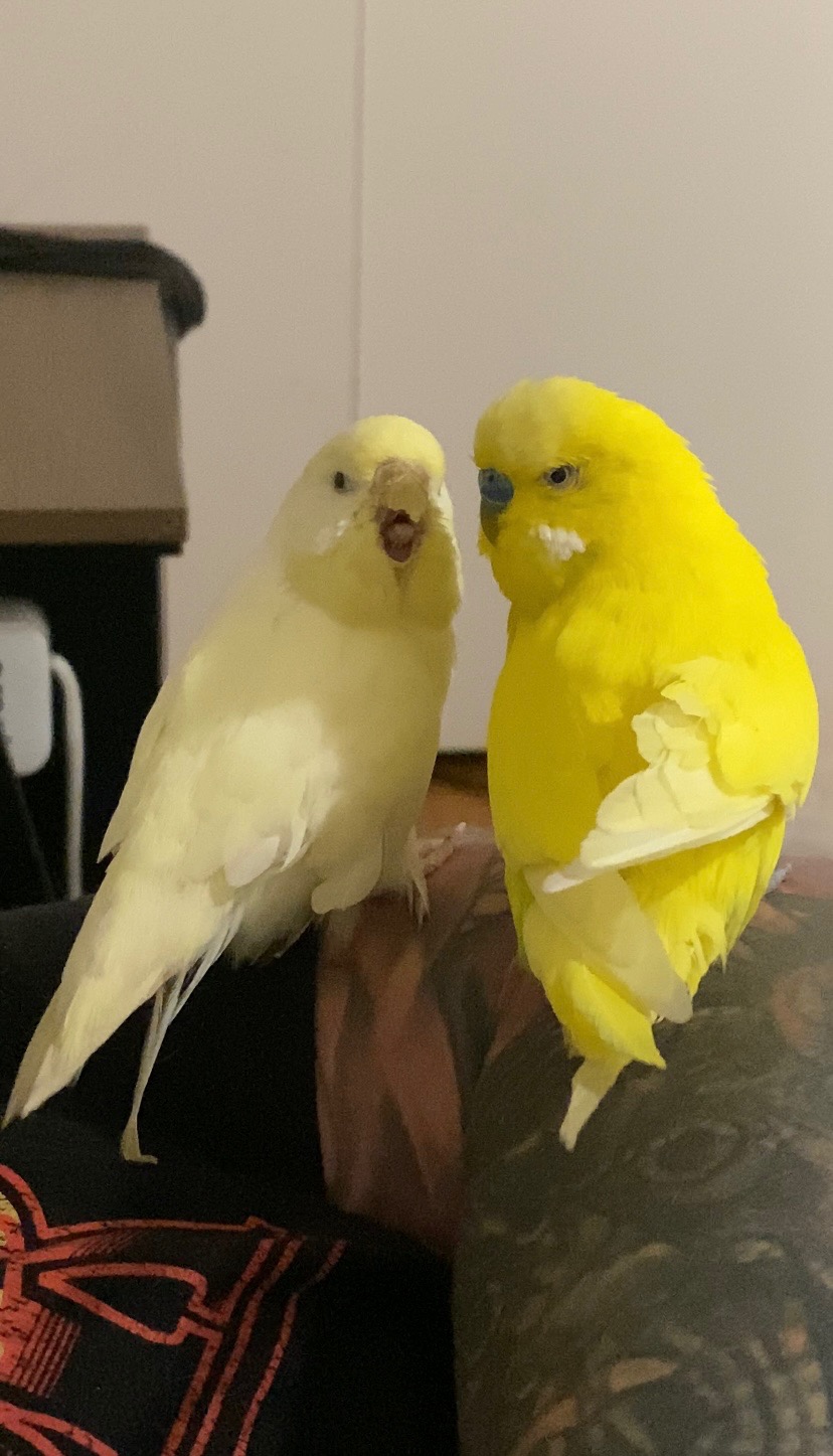 Fundraiser by Annalise Regan : Cremation for Pip & Plum