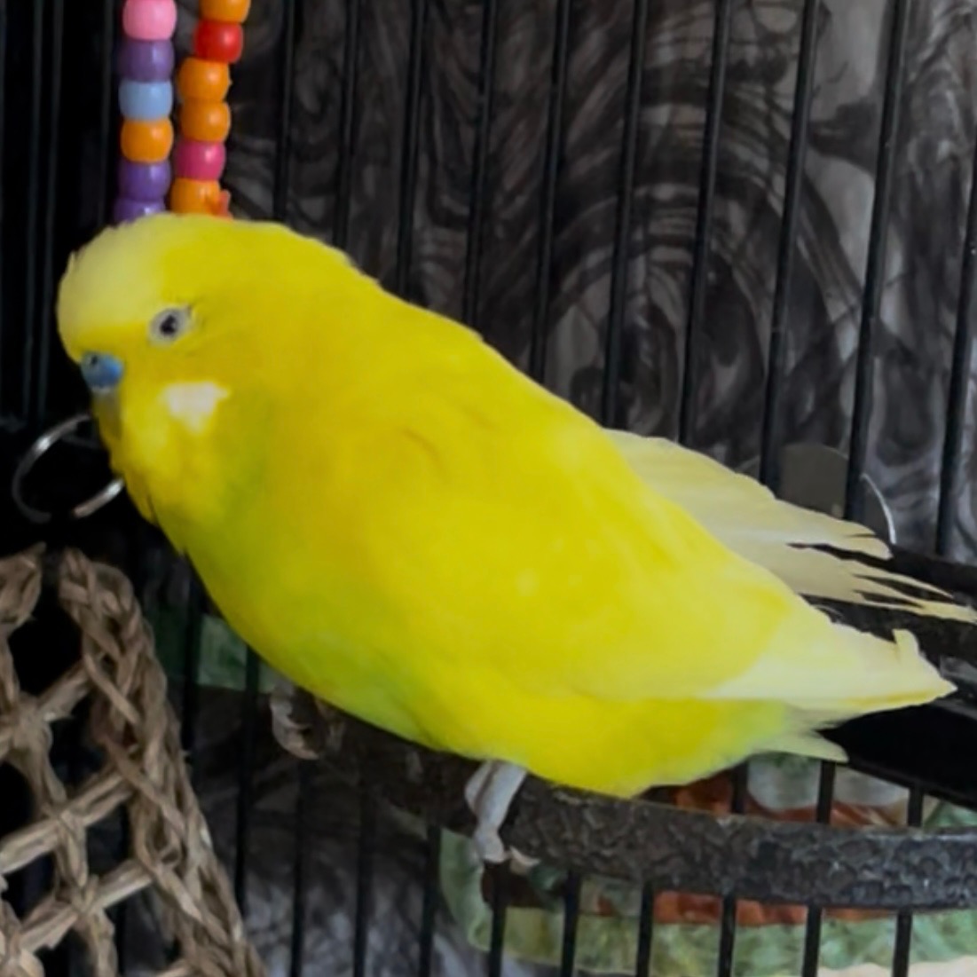 Fundraiser by Annalise Regan : Cremation for Pip & Plum