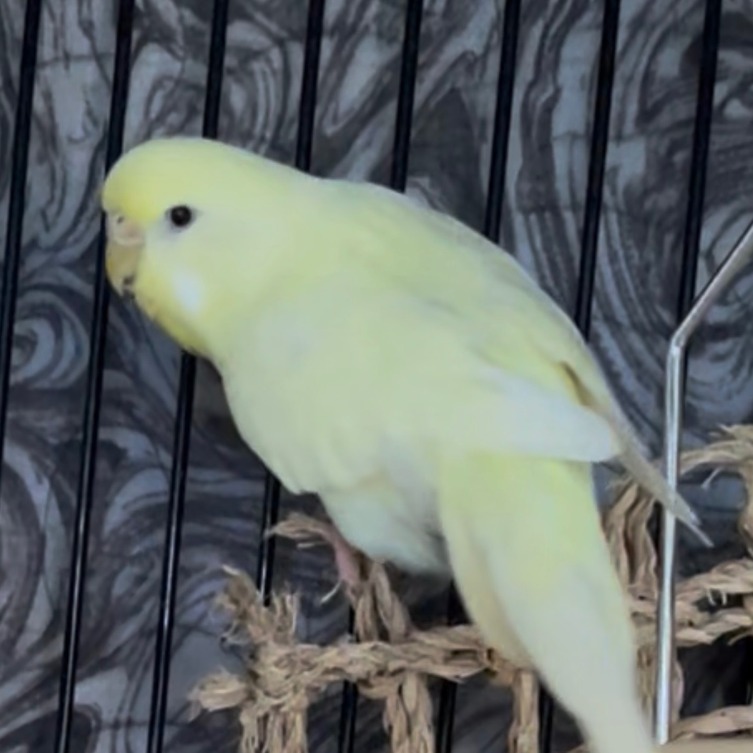 Fundraiser by Annalise Regan : Cremation for Pip & Plum