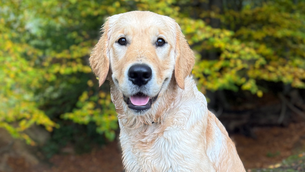 Fundraiser by Samantha Gray : “Every step counts! Walking 1,000 miles ...