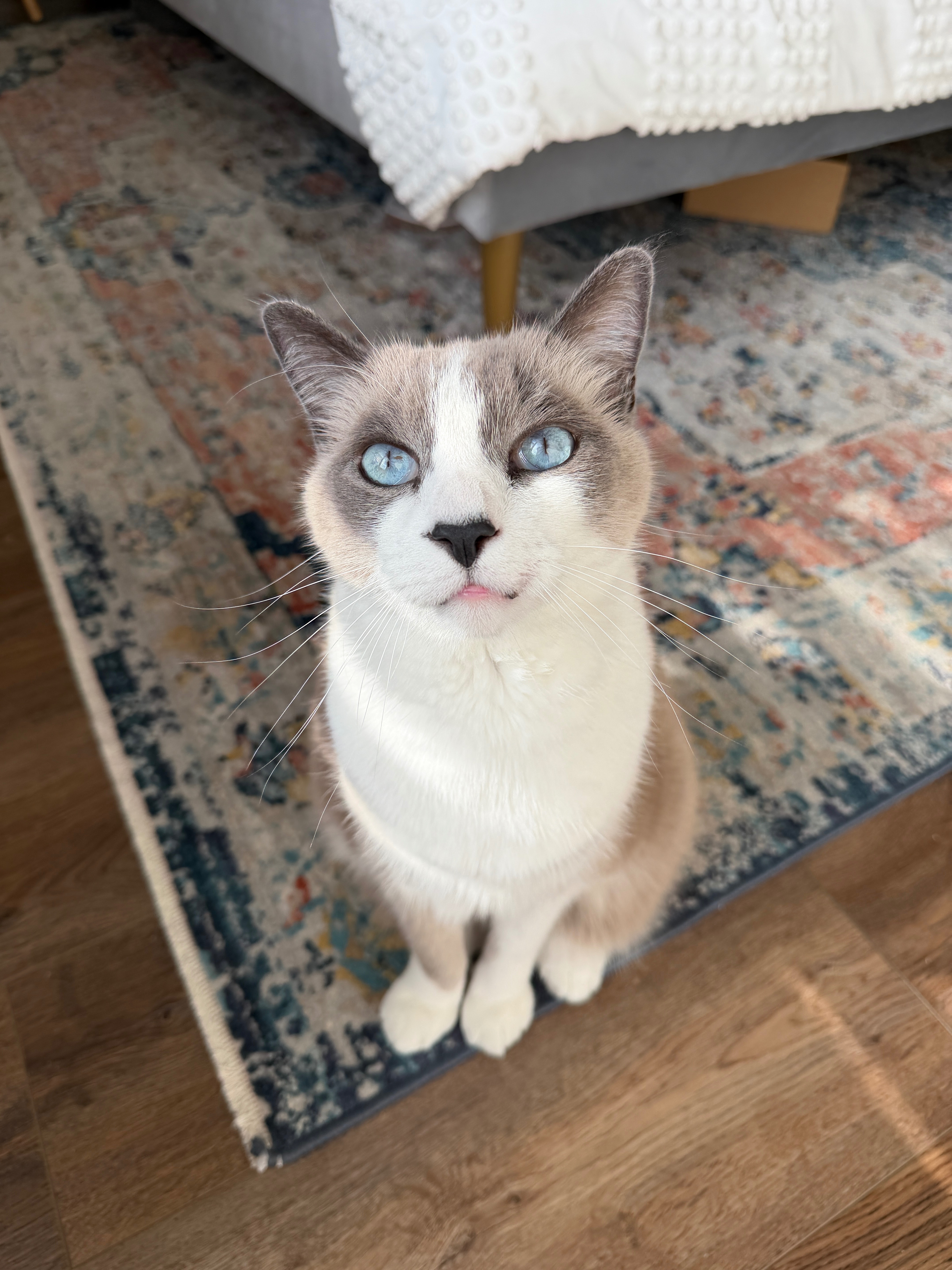 Fundraiser by Danielle Marston : Ollie’s Memorial Fund