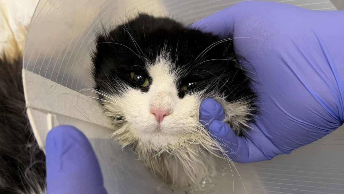 Fundraiser by Isabel Papenfuß : Schwer verletztes Kriegsopfer Sebastian