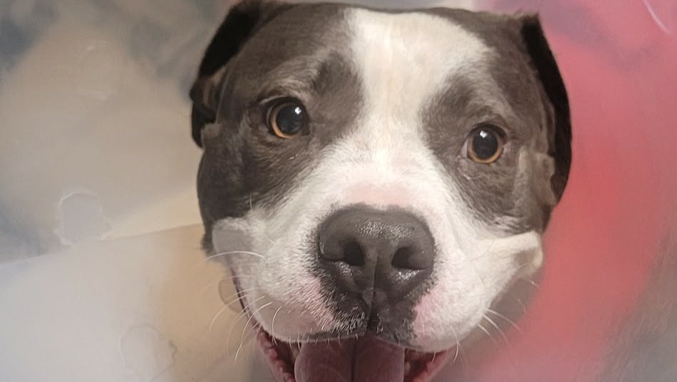 Fundraiser by Shelly Hahn : Help Layla Get Emergency Surgery