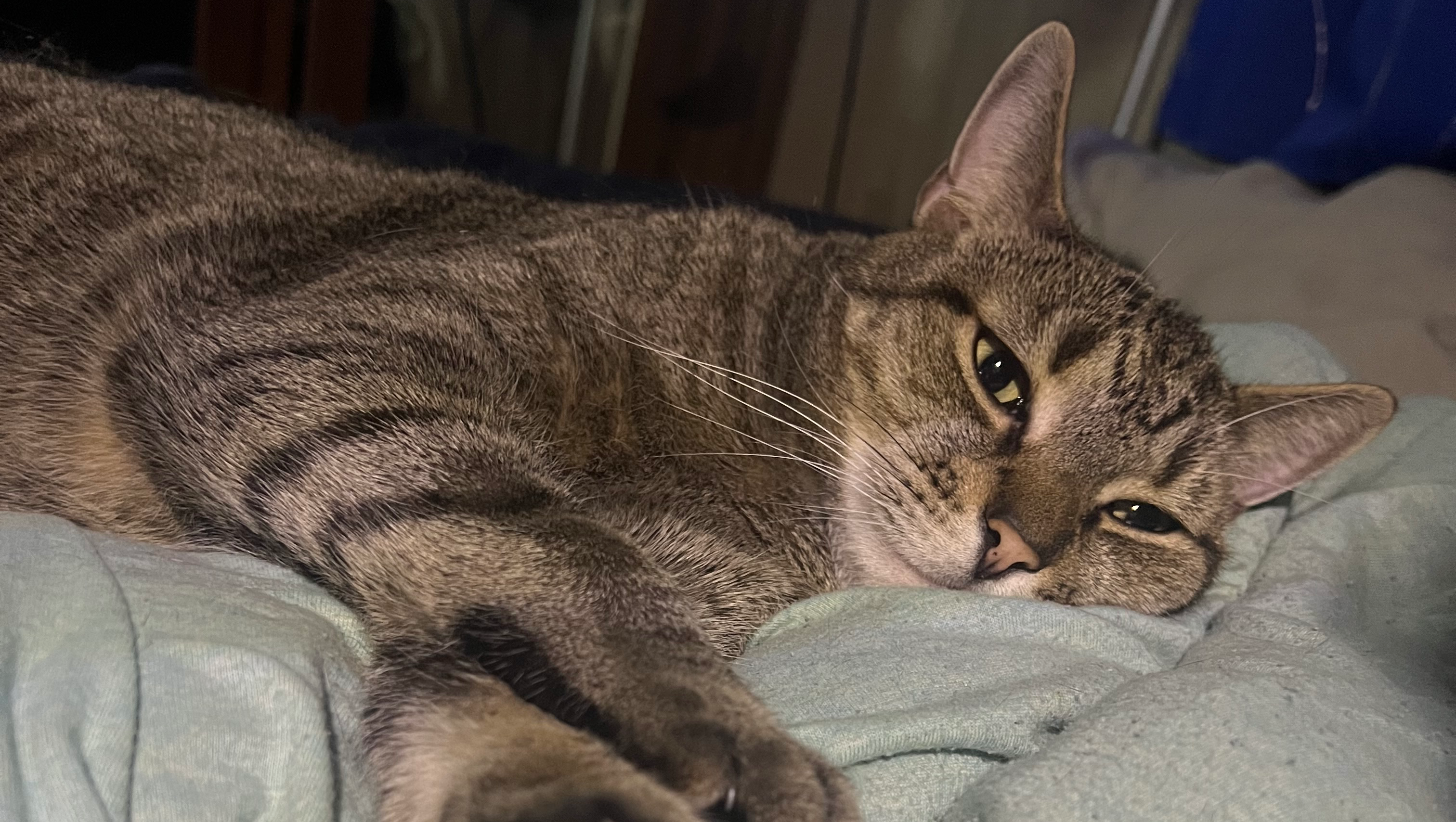 Fundraiser by Gregg Poirier : Support Otis's Emergency Treatment