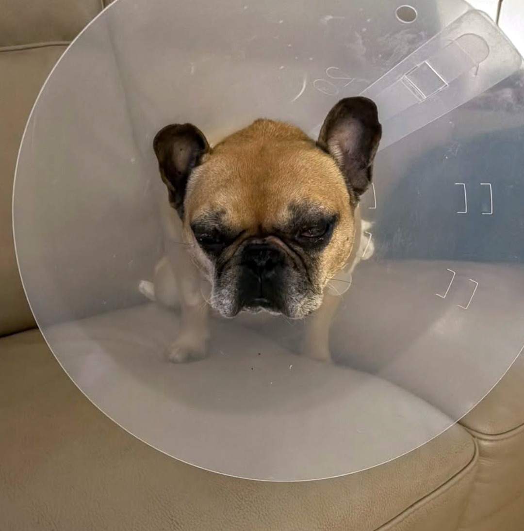 Fundraiser by wendy Bolton : Help Ernie the French Bulldog get the ...