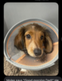 Fundraiser by Angela Shank : Help Myles the Puppy Heal After His Accident