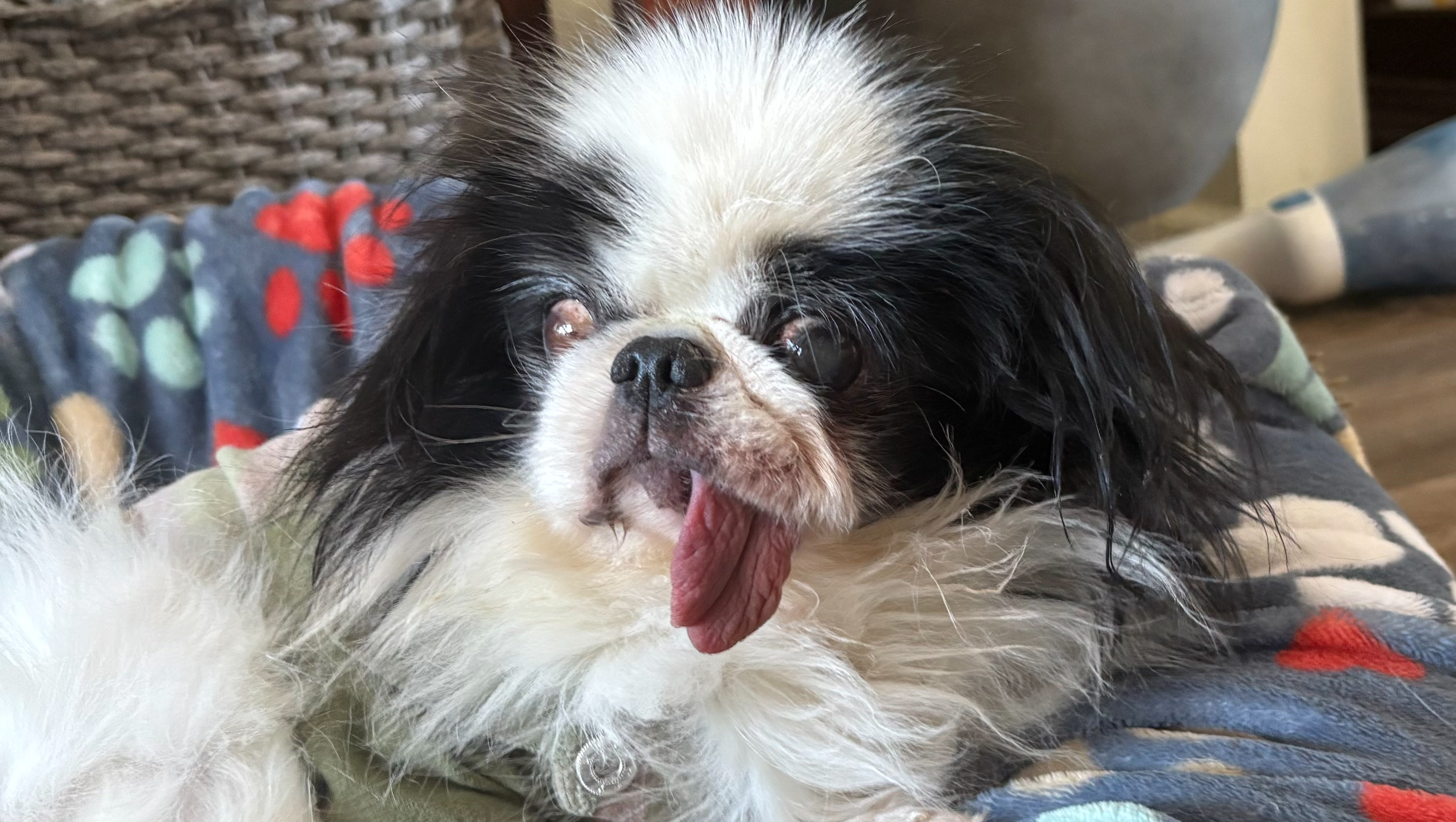 Fundraiser by Jennifer Moak : Help Iggy Heal: Ear Surgery for Ukrainian ...