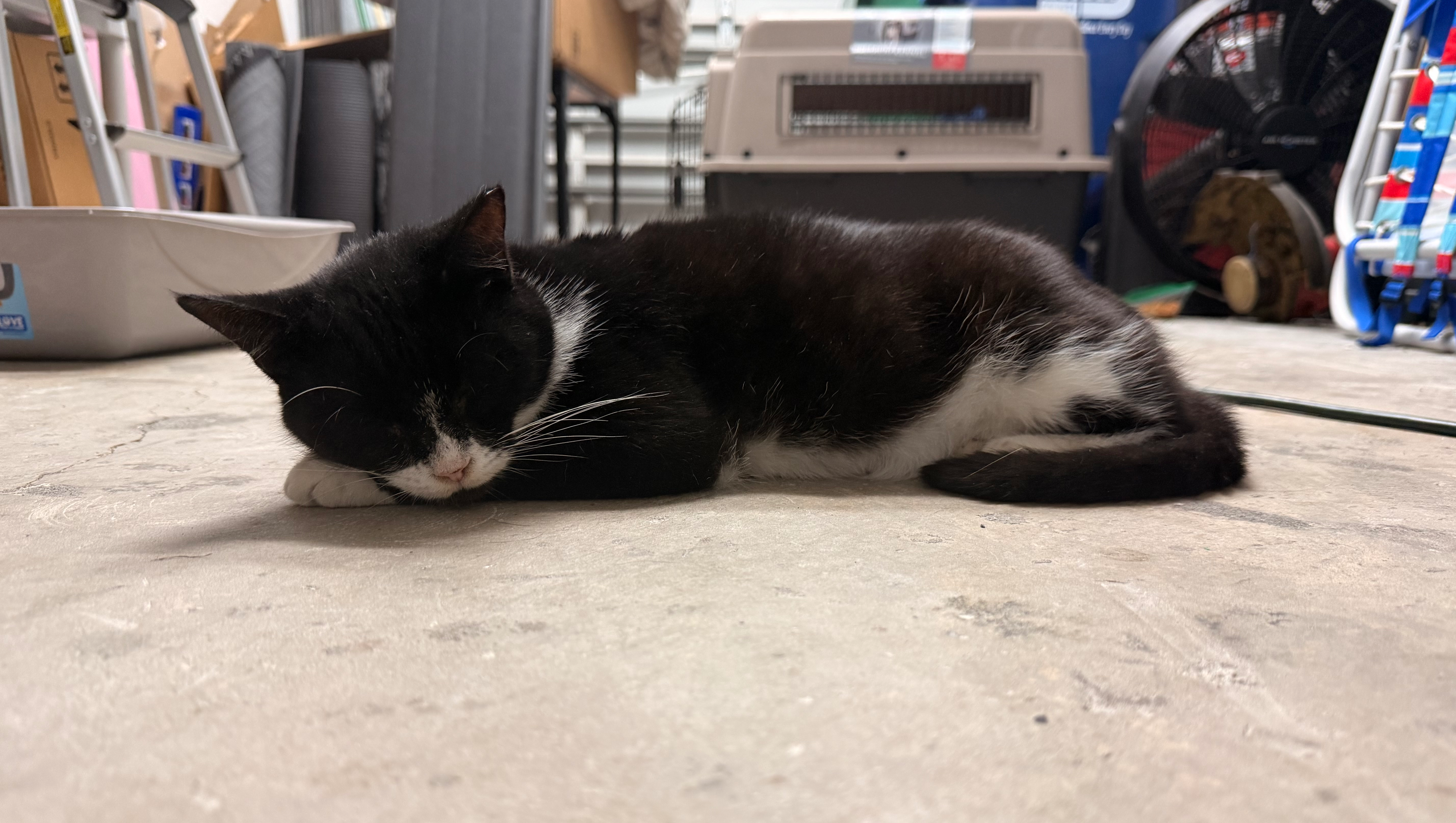 Fundraiser by Melissa Negrin : Give Skit the Second Chance She Deserves