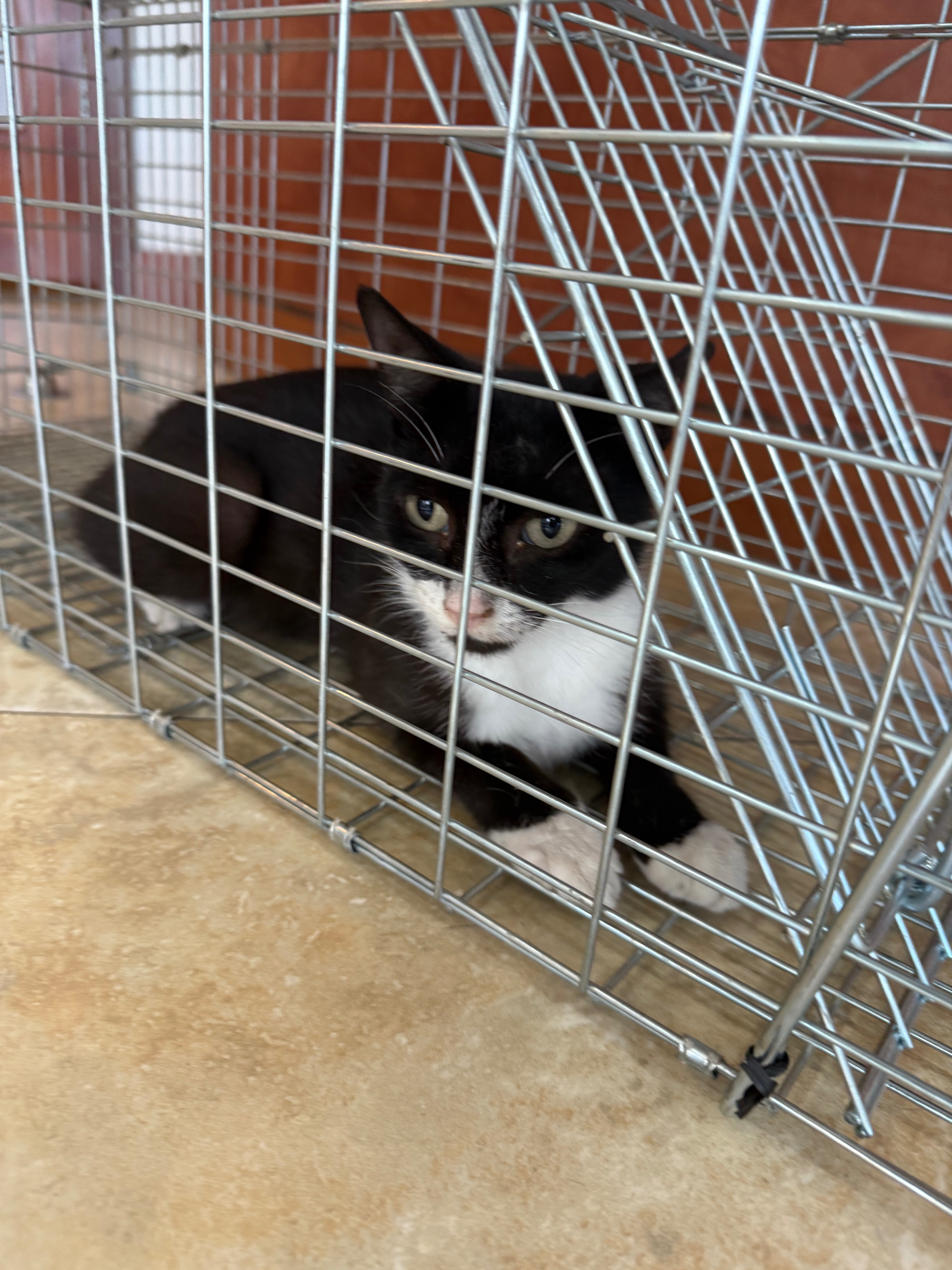 Fundraiser by Melissa Negrin : Give Skit the Second Chance She Deserves