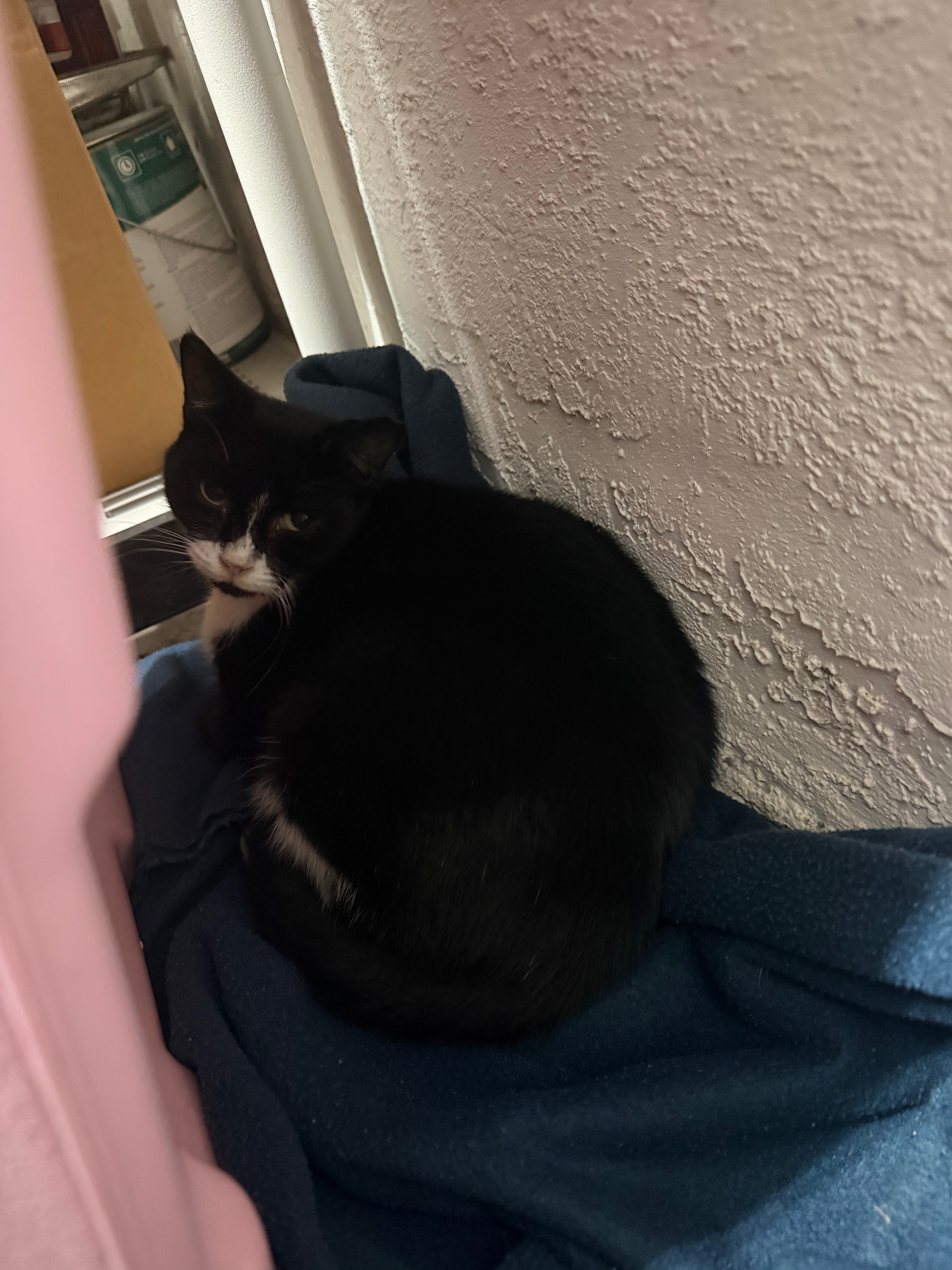 Fundraiser by Melissa Negrin : Give Skit the Second Chance She Deserves