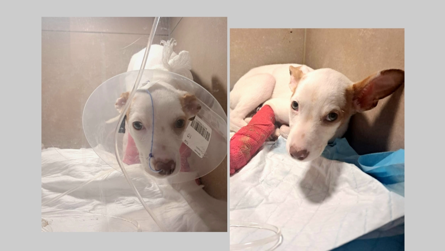 Fundraiser by Claudia Rodriguez Bellot : Ayuda a salvarle la vida a ...