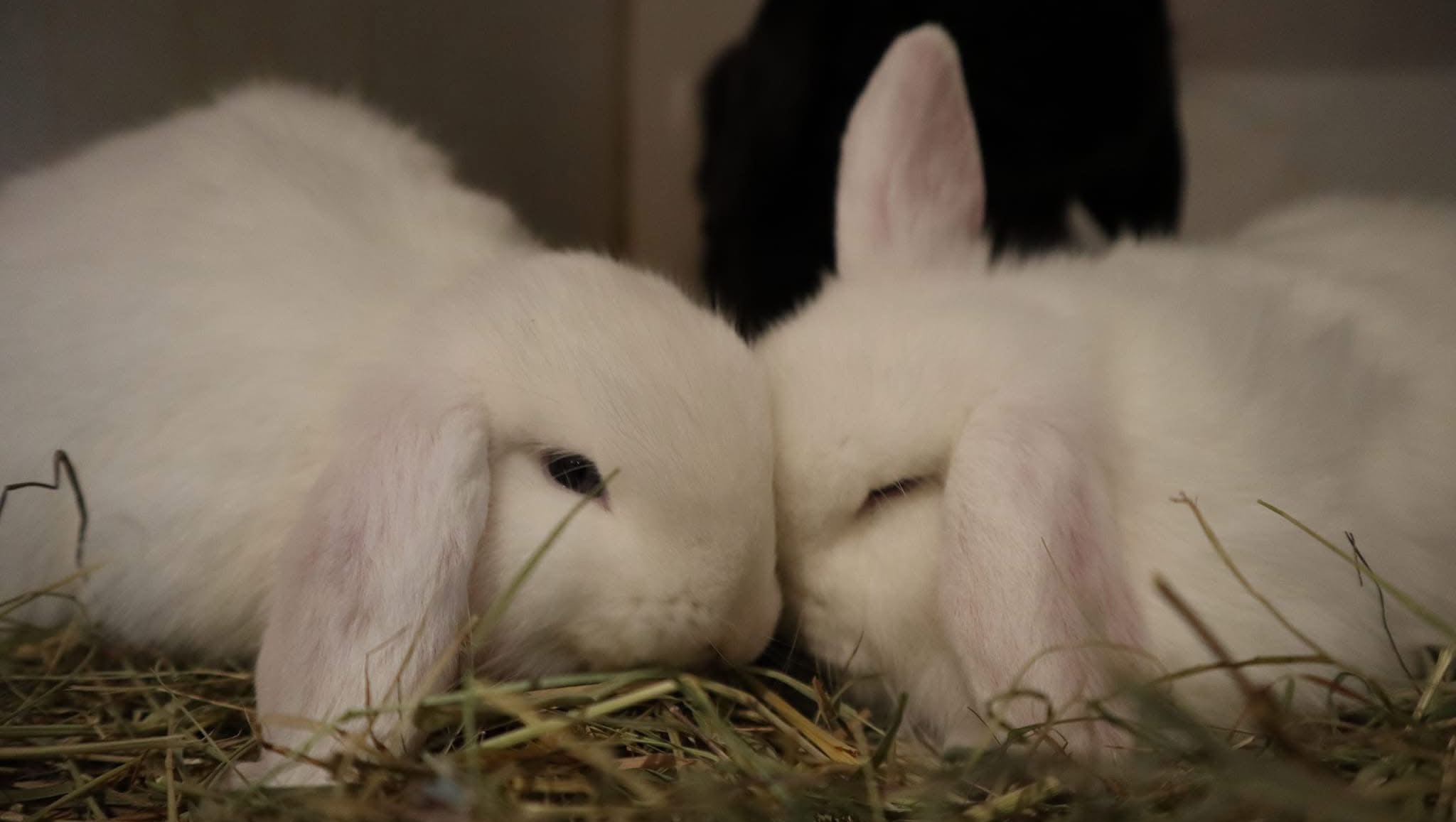 Fundraiser by Jayne Bates : Helping Rescue Rabbits Thrive – Support a ...