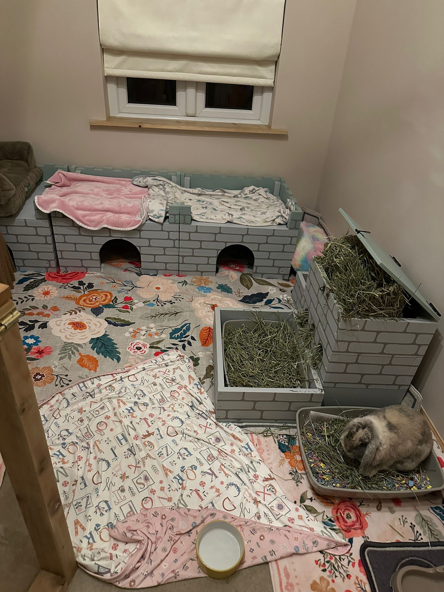 Fundraiser by Jayne Bates : Helping Rescue Rabbits Thrive – Support a ...