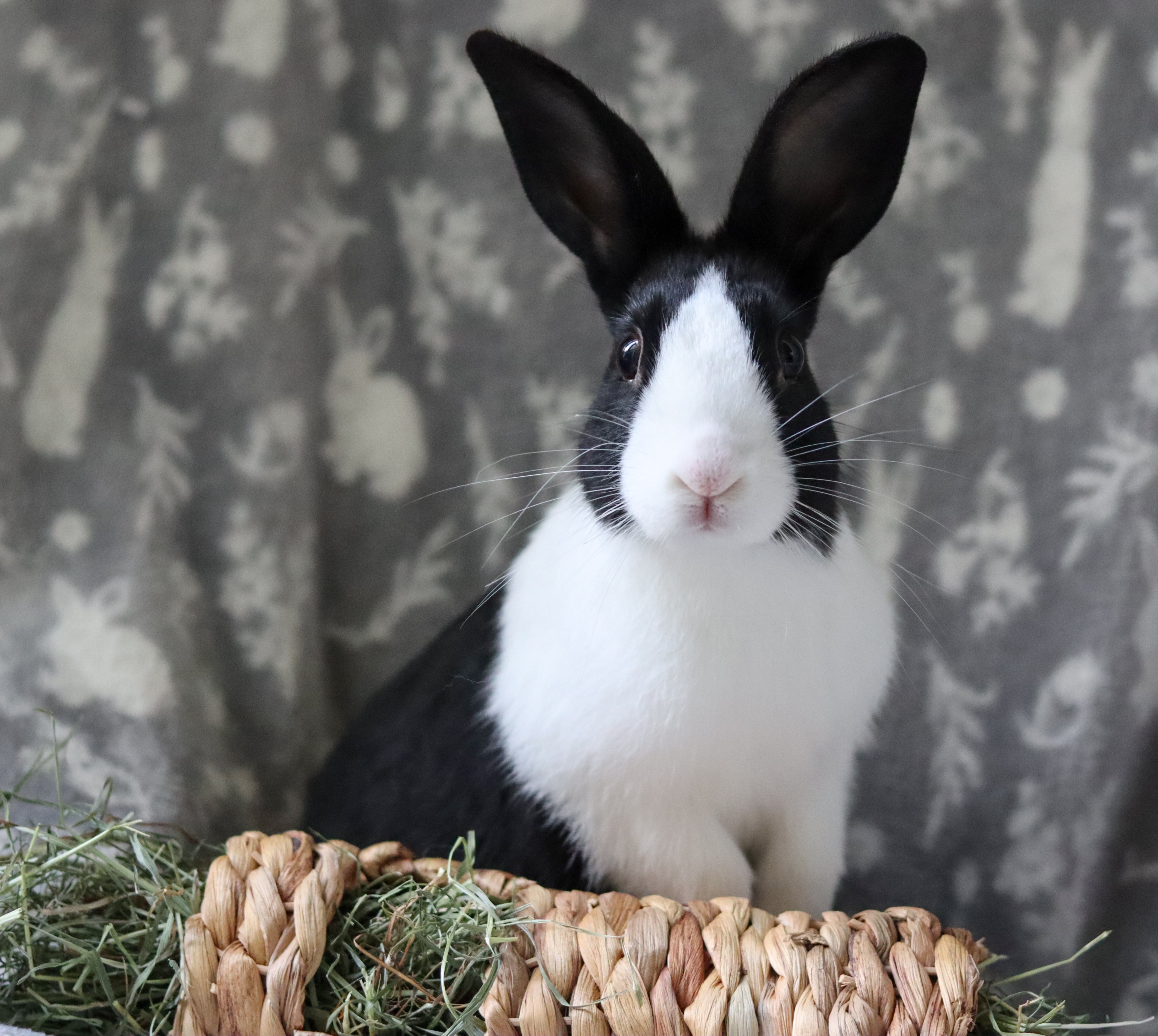 Fundraiser by Jayne Bates : Helping Rescue Rabbits Thrive – Support a ...