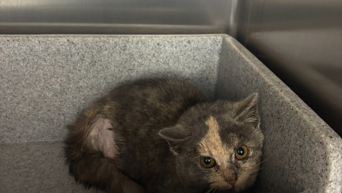 Fundraiser by Cat Action Trust 1977 Aberdeenshire : Help Holly Heal ...