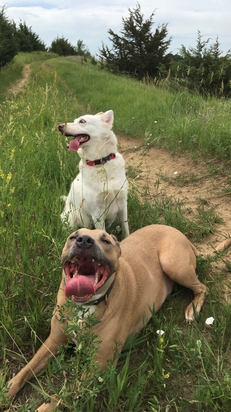 Fundraiser by Mackenzie Fetterman : Coming Together for Norah’s Surgery ...