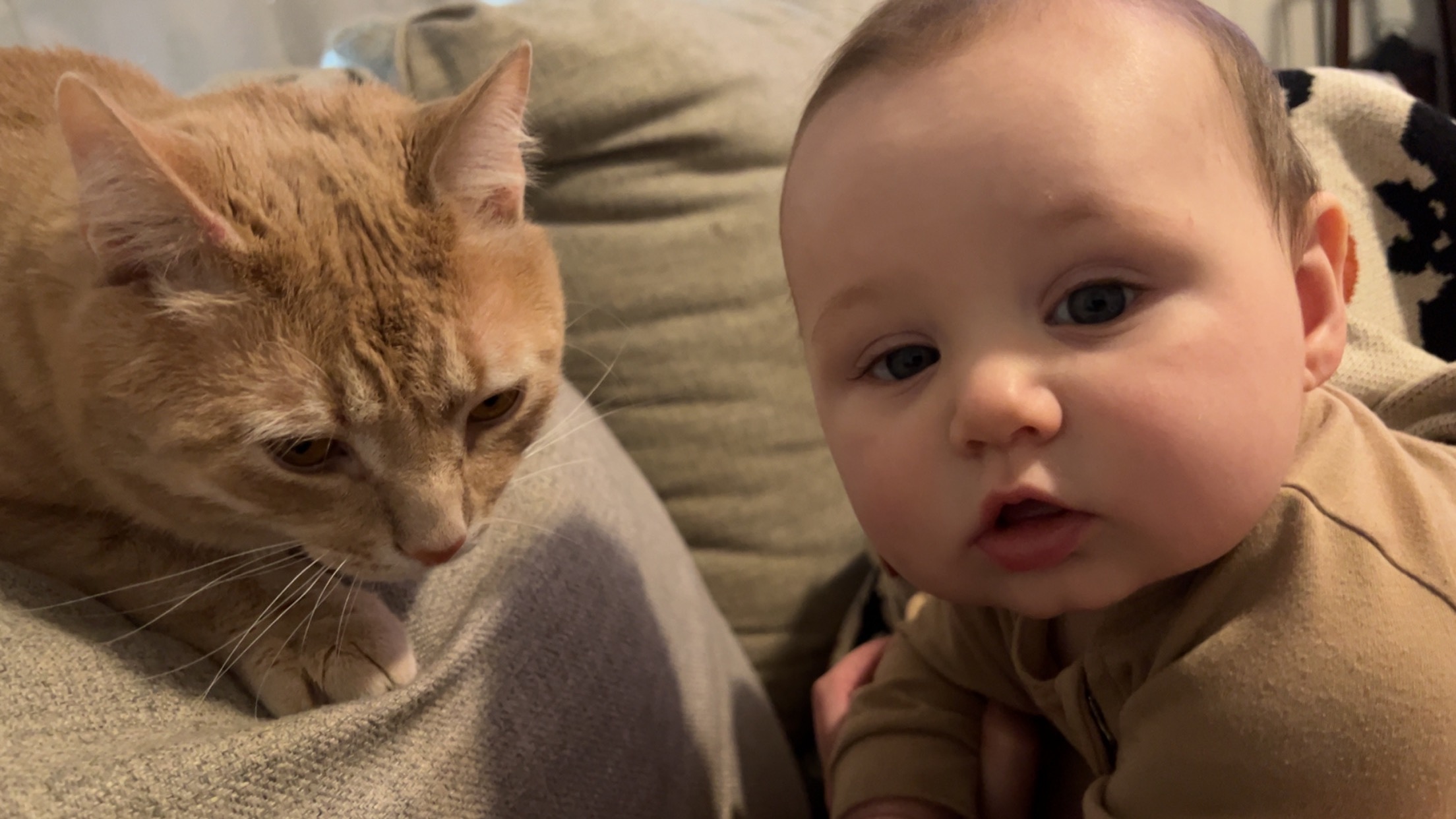 Fundraiser by Melanie Jones : Help Save Pood’s Life with Emergency Surgery