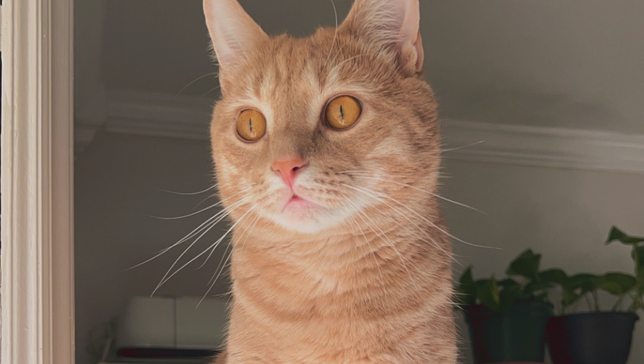 Fundraiser by Melanie Jones : Help Save Pood’s Life with Emergency Surgery