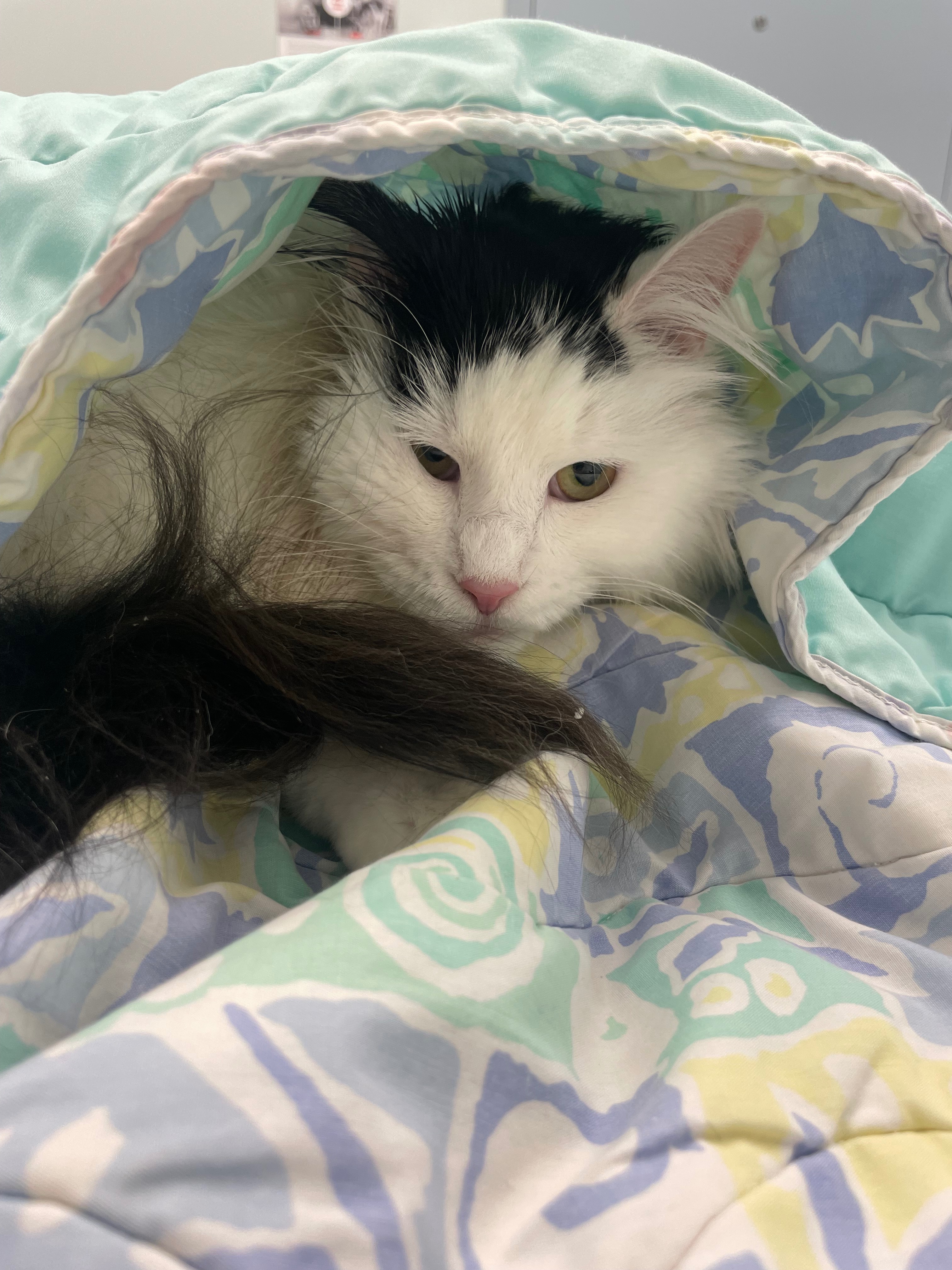 Fundraiser for Dawn Smith by Brittany Haney : Support Mr. stinky fight ...