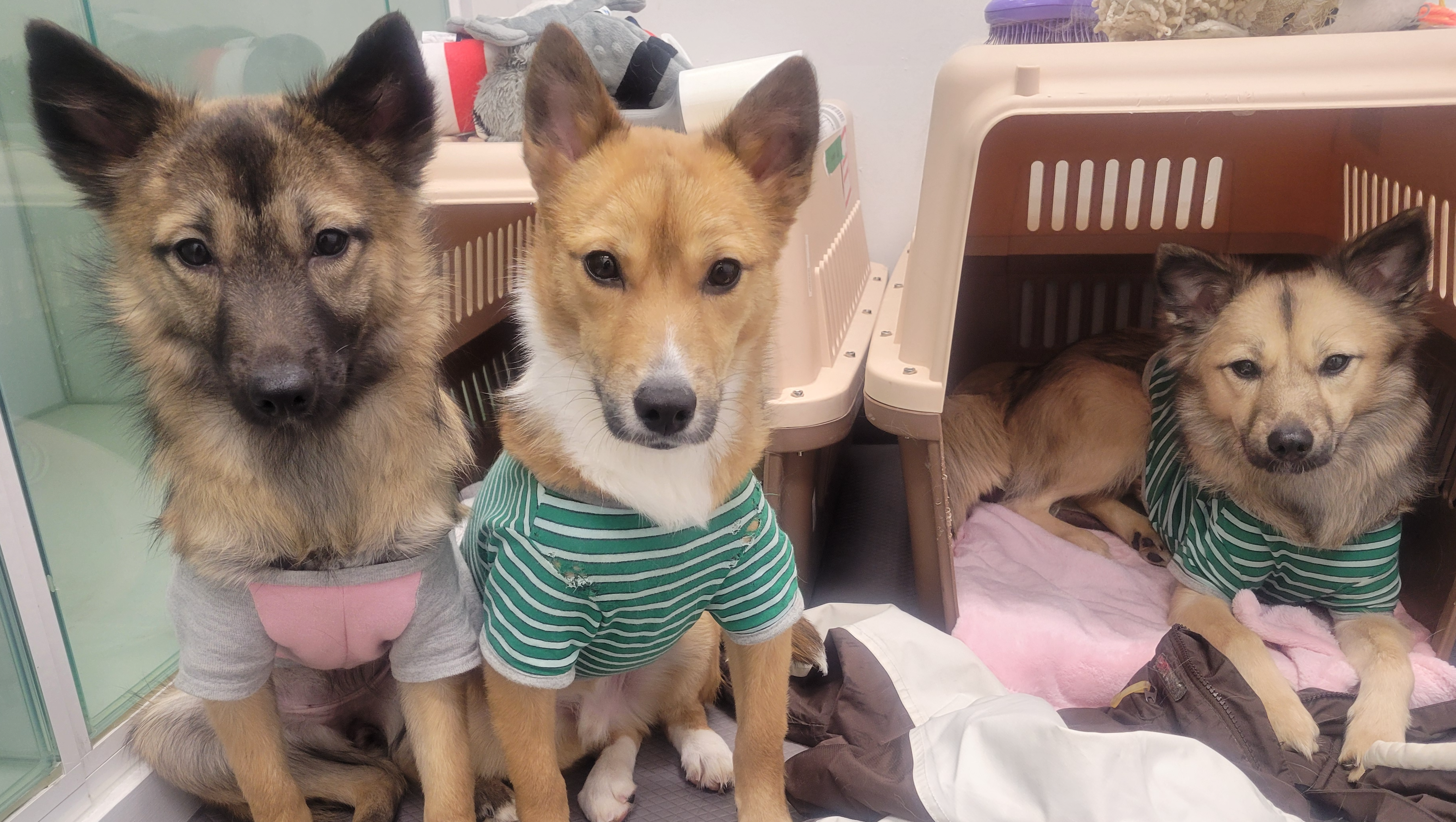 Fundraiser by Amy Lee : Help Sunny & Lovie Walk Again : Give them a ...